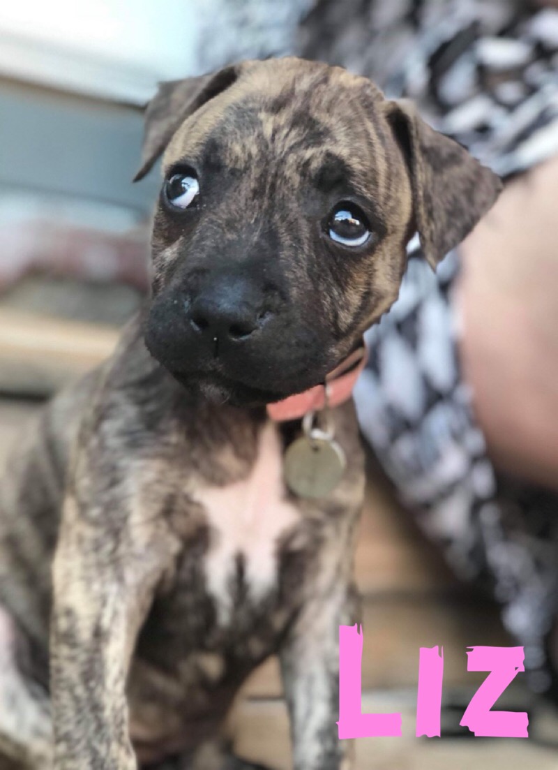 Small Paws Animal Rescue QLD - PetRescue