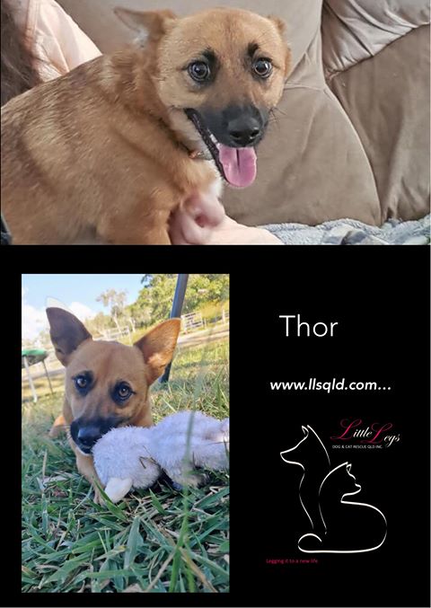 Thor - Medium Male Fox Terrier x German Shepherd Mix Dog in QLD - PetRescue