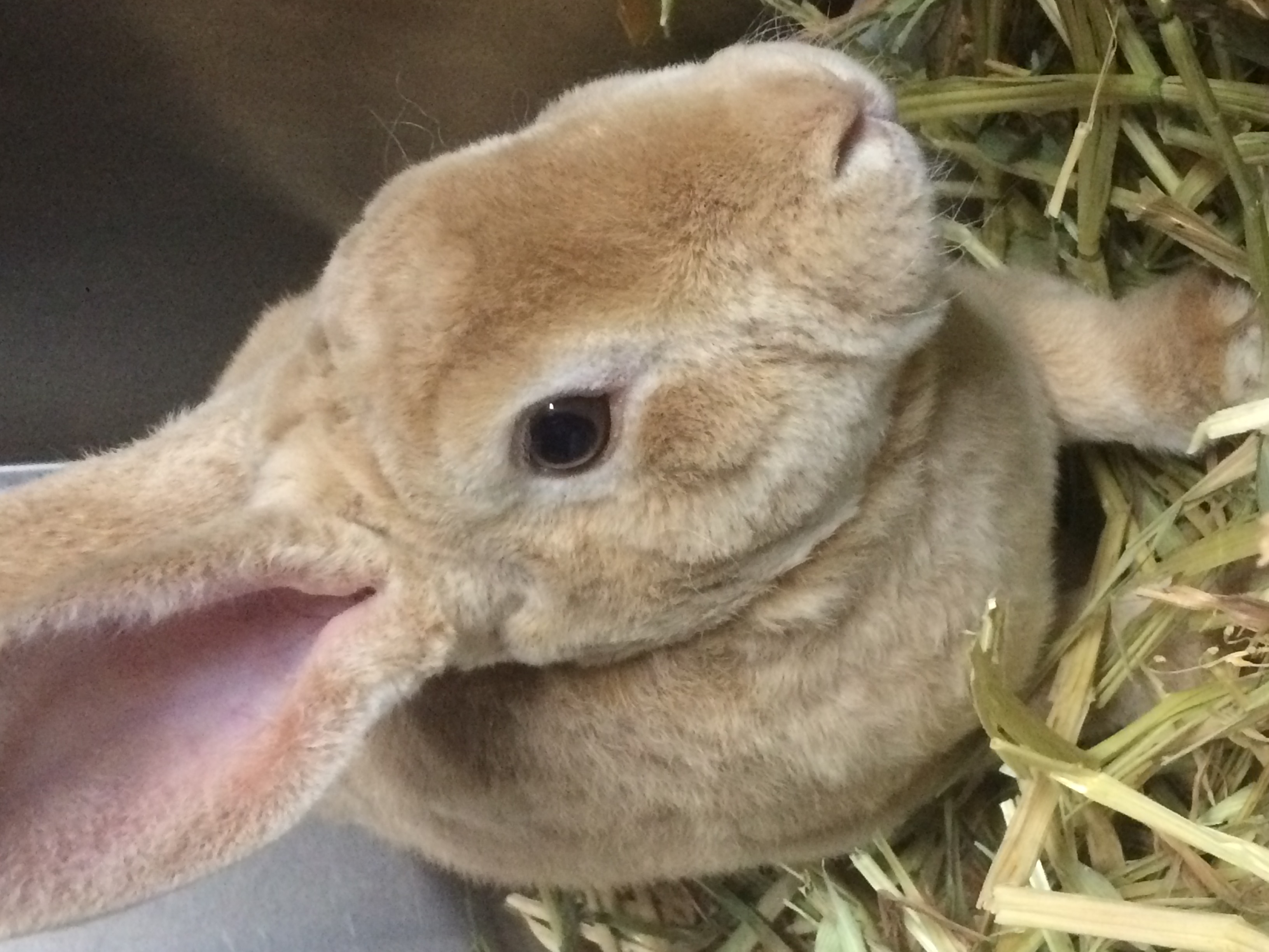 Kresho - Male Rex Mix Rabbit in VIC - PetRescue