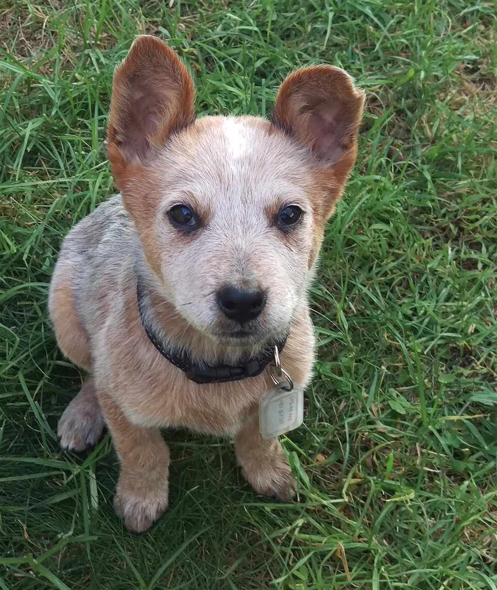 Brownie - Medium Male Australian Cattledog Mix Dog in VIC - PetRescue