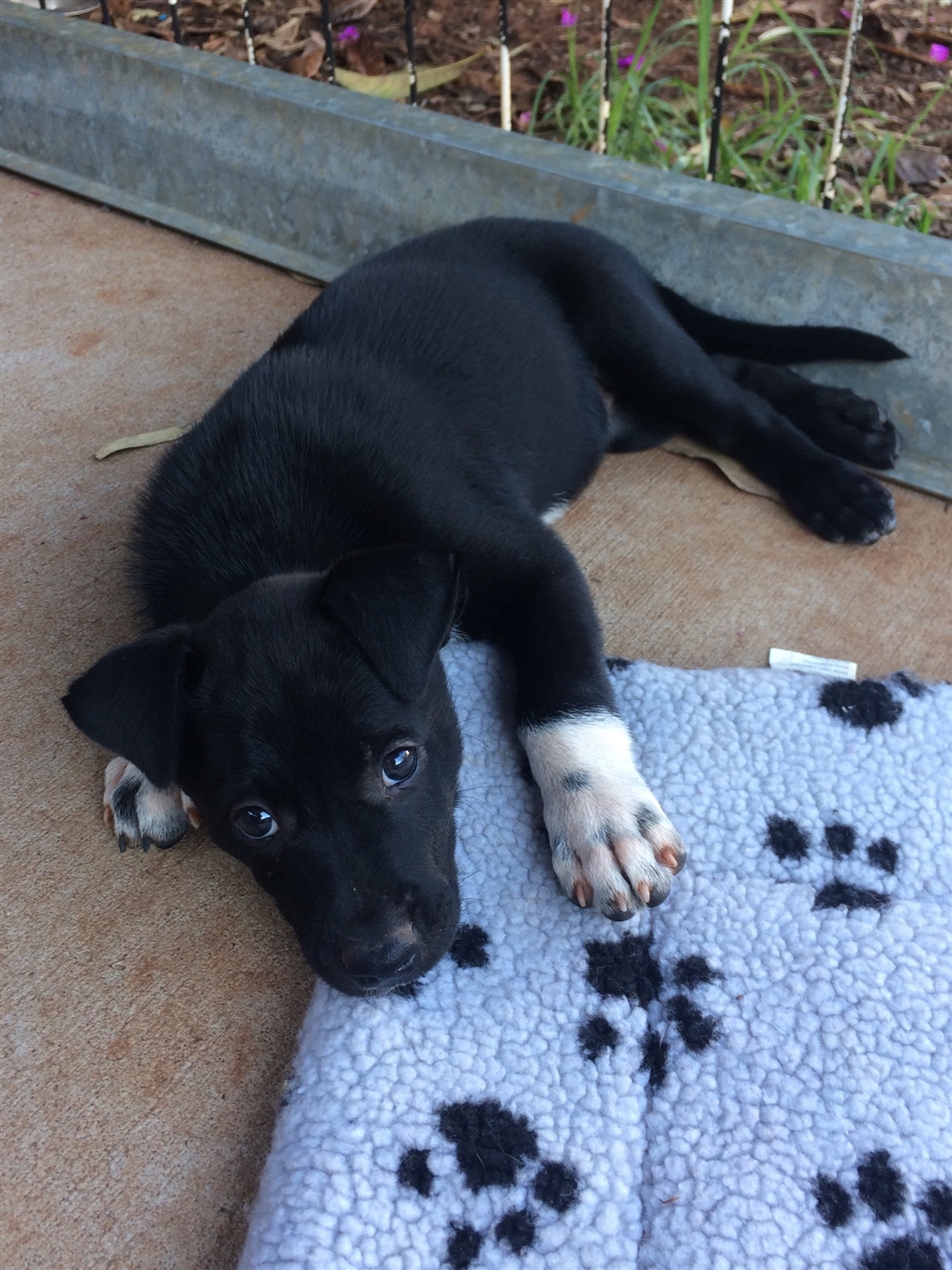 Buttercup - Medium Female Australian Cattle Dog x Labrador Retriever ...