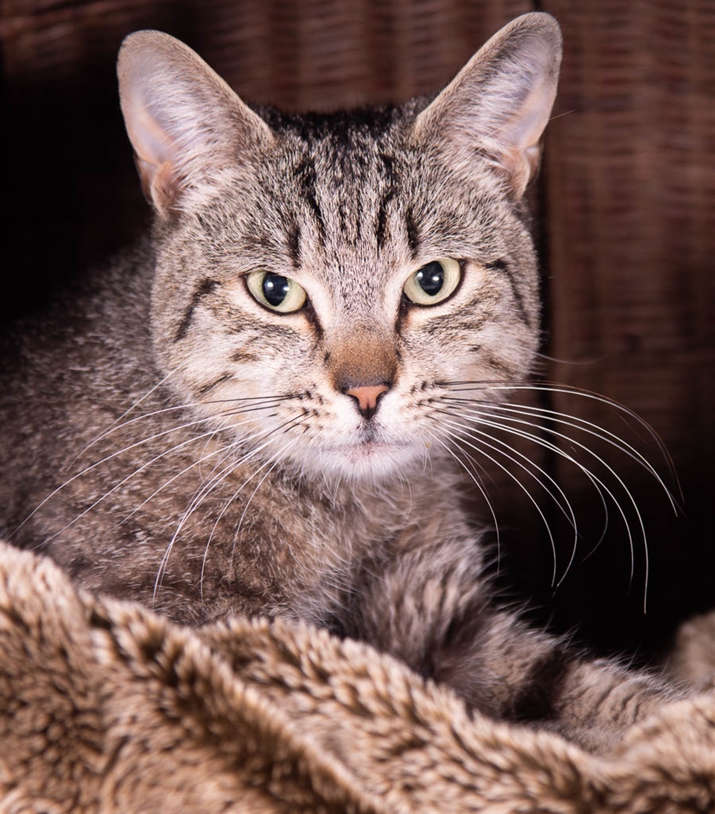 Dom - Male Domestic Short Hair Mix Cat in QLD - PetRescue