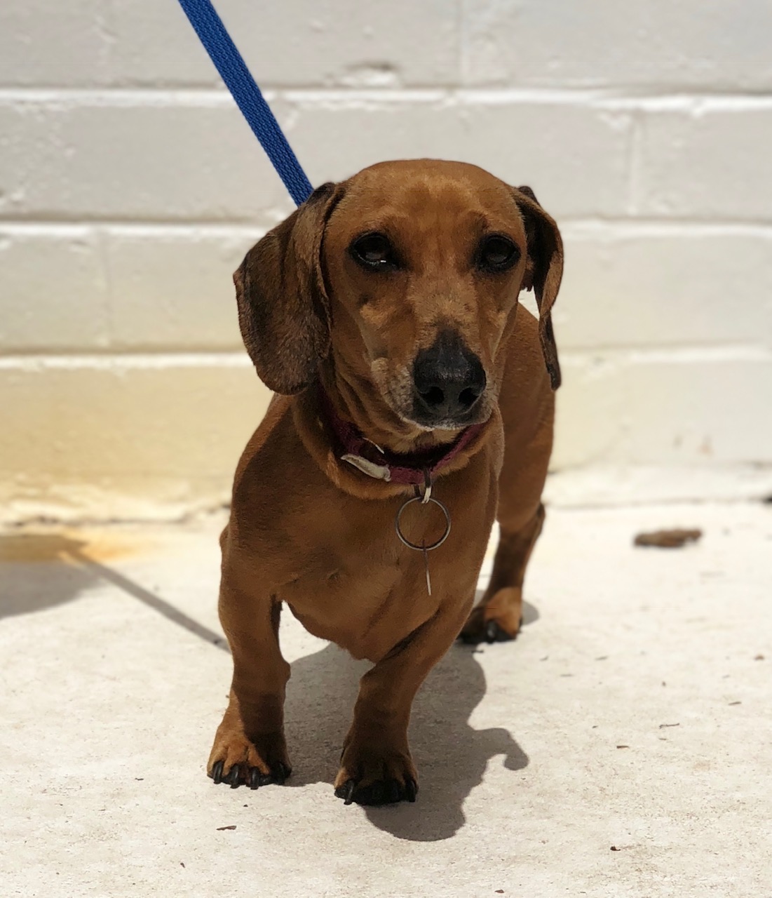 Kransky - Small Male Dachshund Dog in NSW - PetRescue