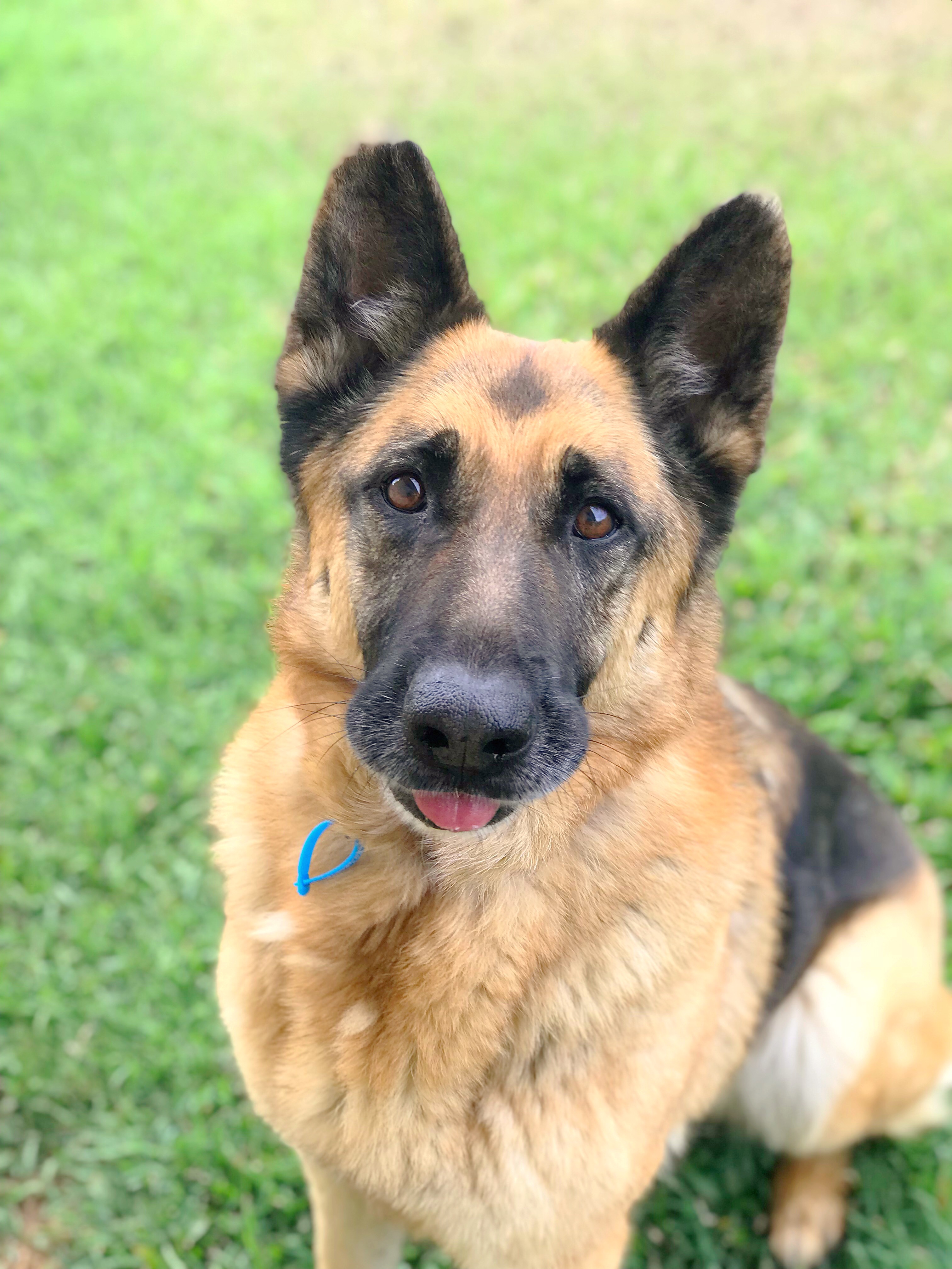 Cleo - Large Female German Shepherd Dog in QLD - PetRescue
