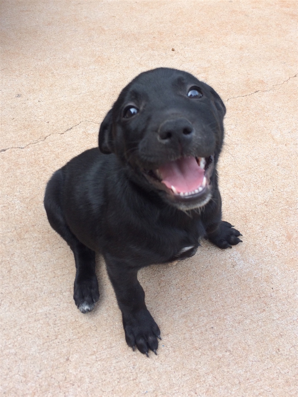 Lucy - Medium Female Australian Cattle Dog x Labrador Retriever Mix Dog ...