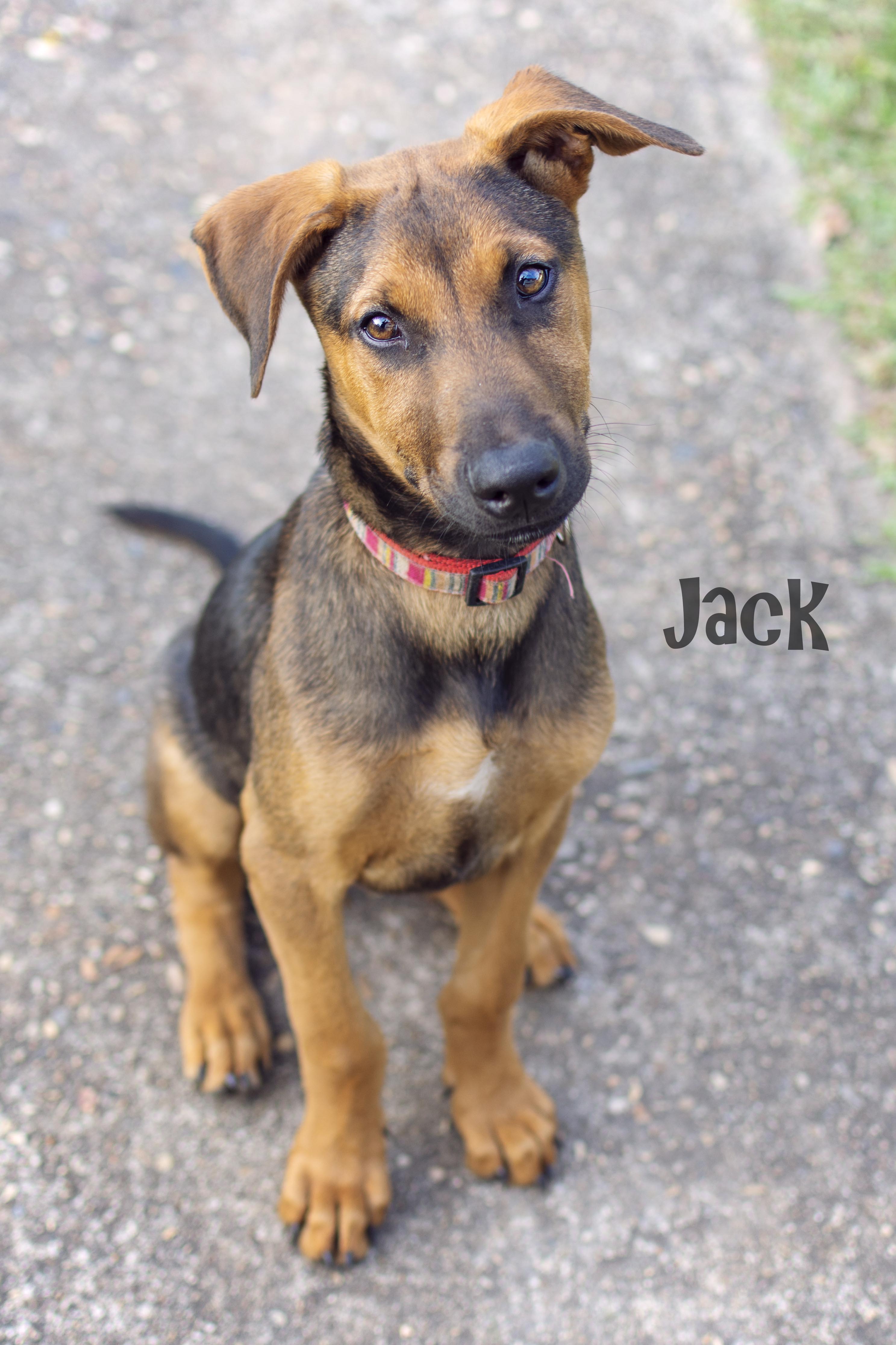 Jack - Medium Male Doberman Mix Dog in QLD - PetRescue