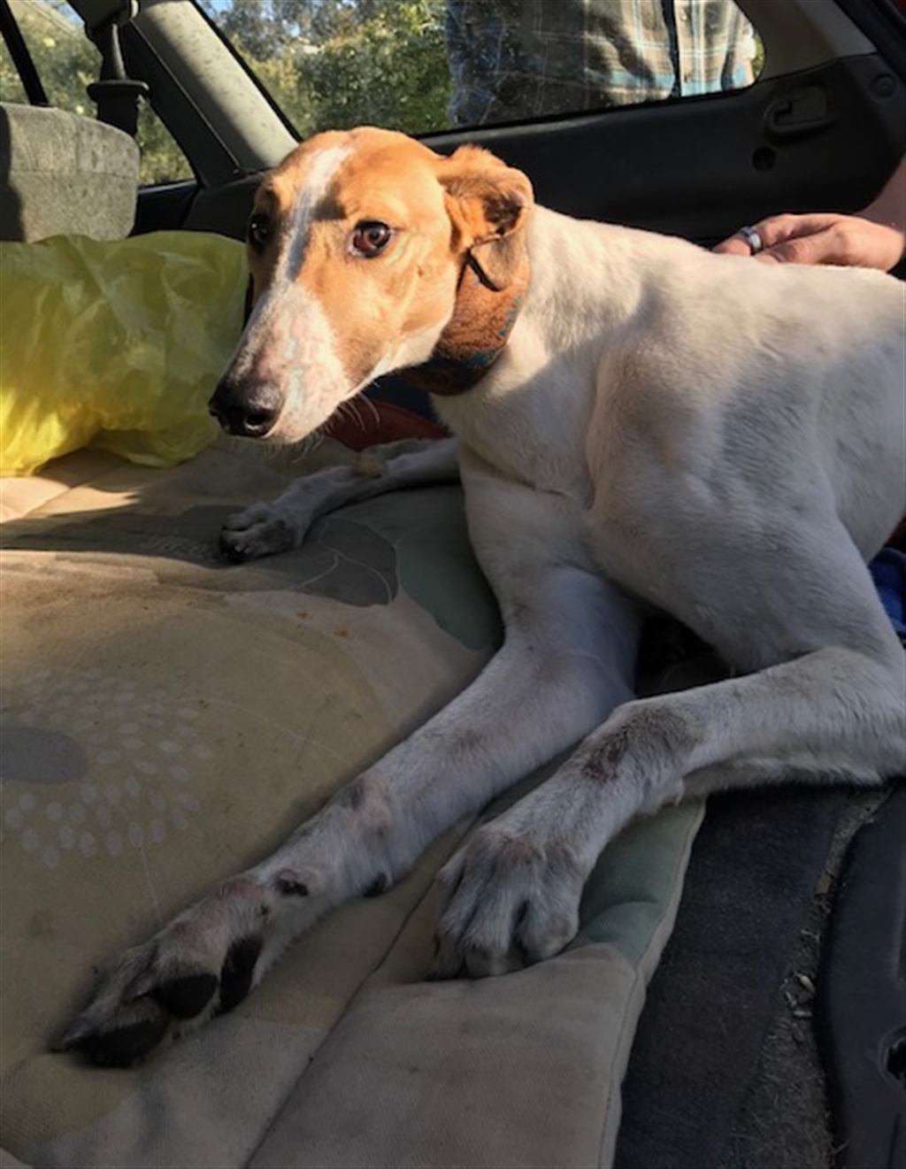 Rosie - Medium Female Greyhound Dog in QLD - PetRescue