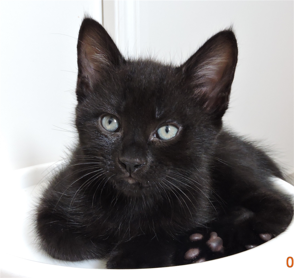 Boof Boof - Male Domestic Short Hair Mix Cat in QLD - PetRescue