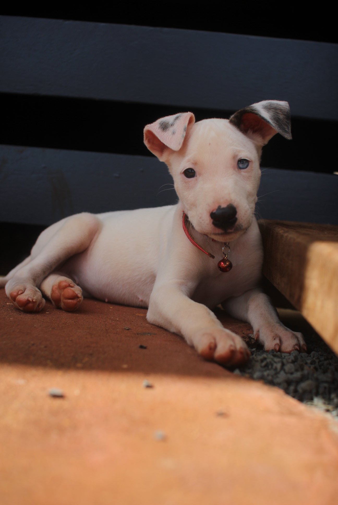 Stella - Medium Female Catahoula x Whippet Dog in QLD - PetRescue
