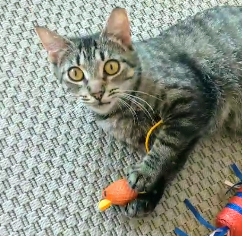 Poppy - Female Domestic Short Hair Cat in NSW - PetRescue