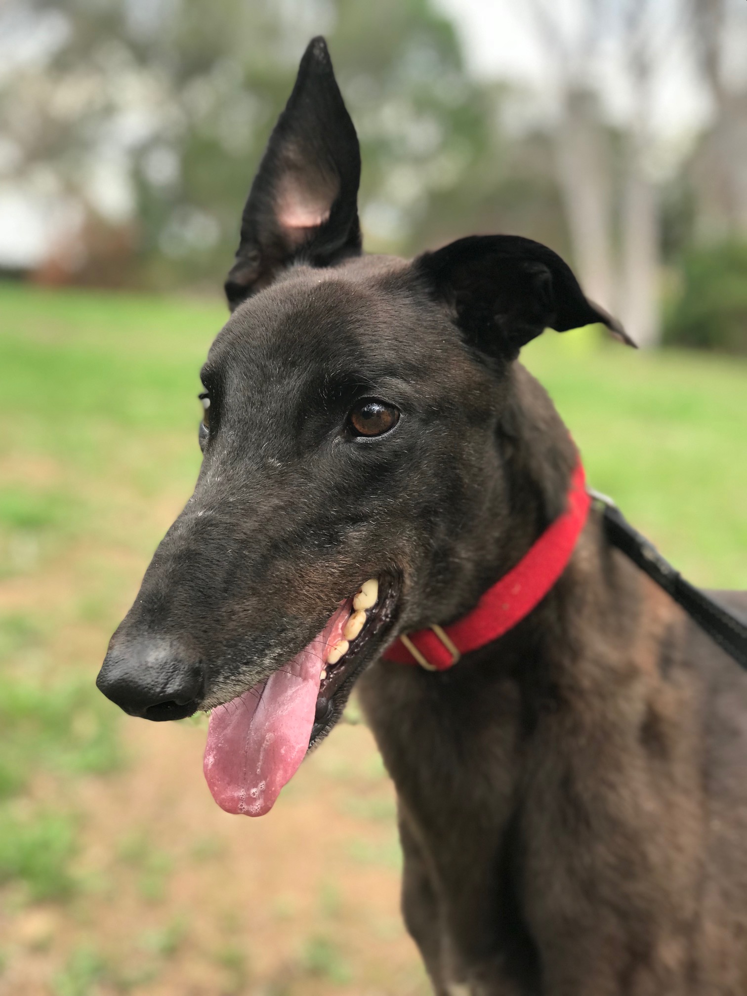 Fonzie (On Trial) - Large Male Greyhound Dog in NSW - PetRescue