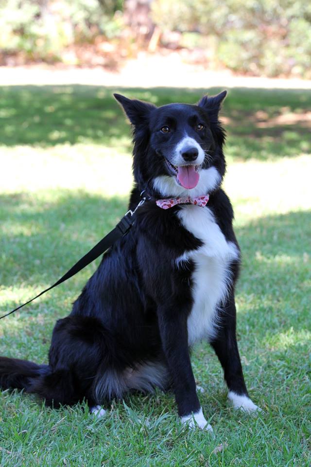 Scruffer Lovers - PetRescue