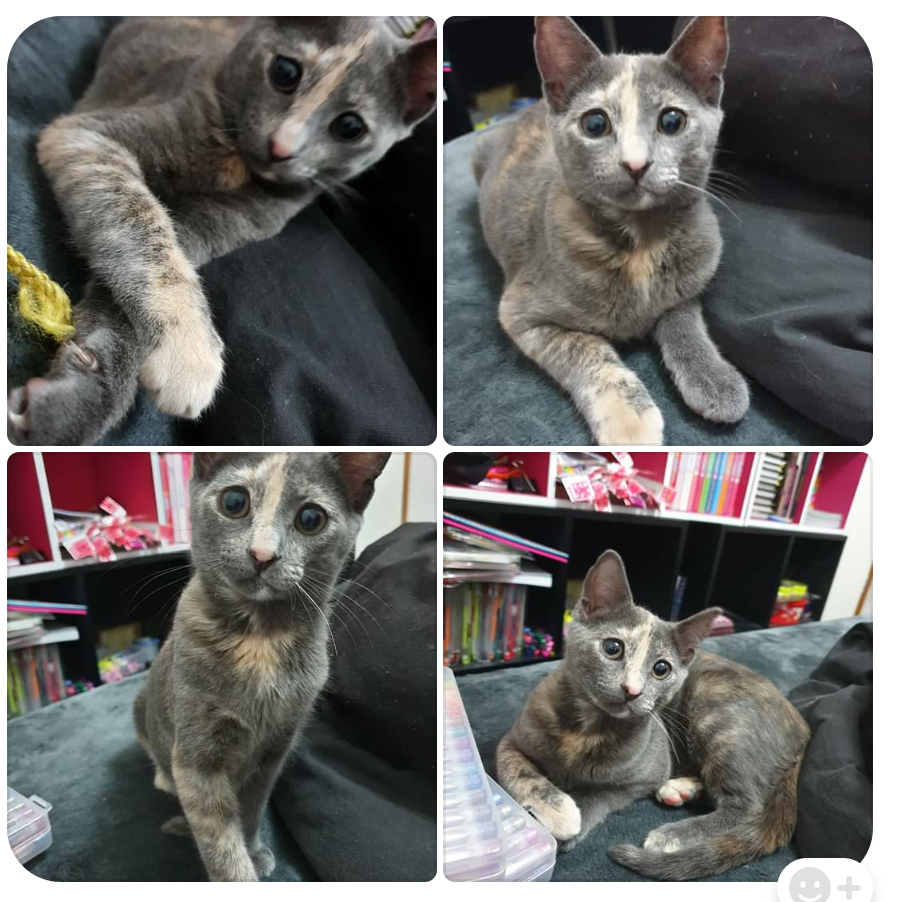 Poot Poot - Female Domestic Short Hair Cat in SA - PetRescue