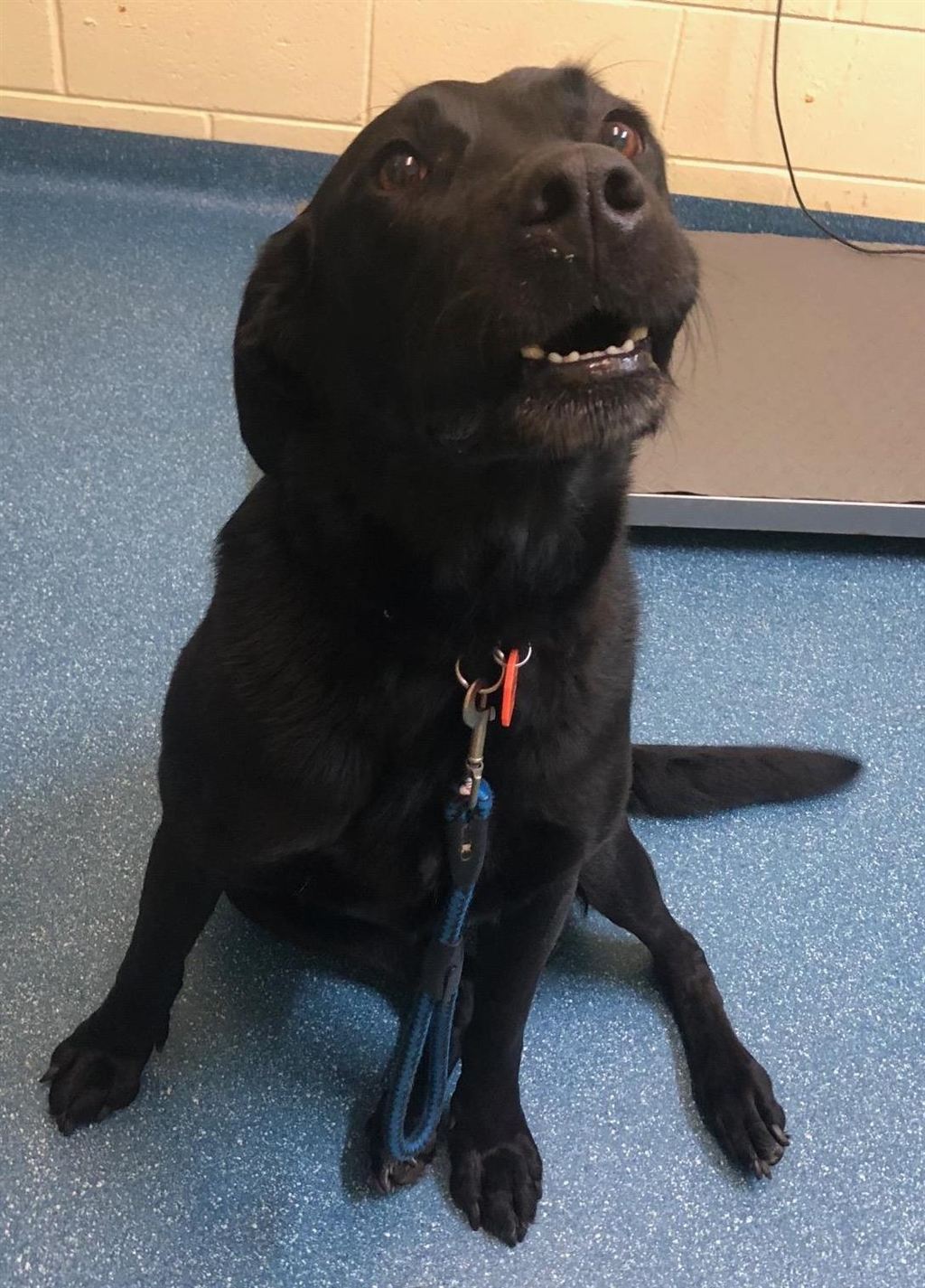 Mia - Medium Female Labrador Retriever Mix Dog in QLD - PetRescue