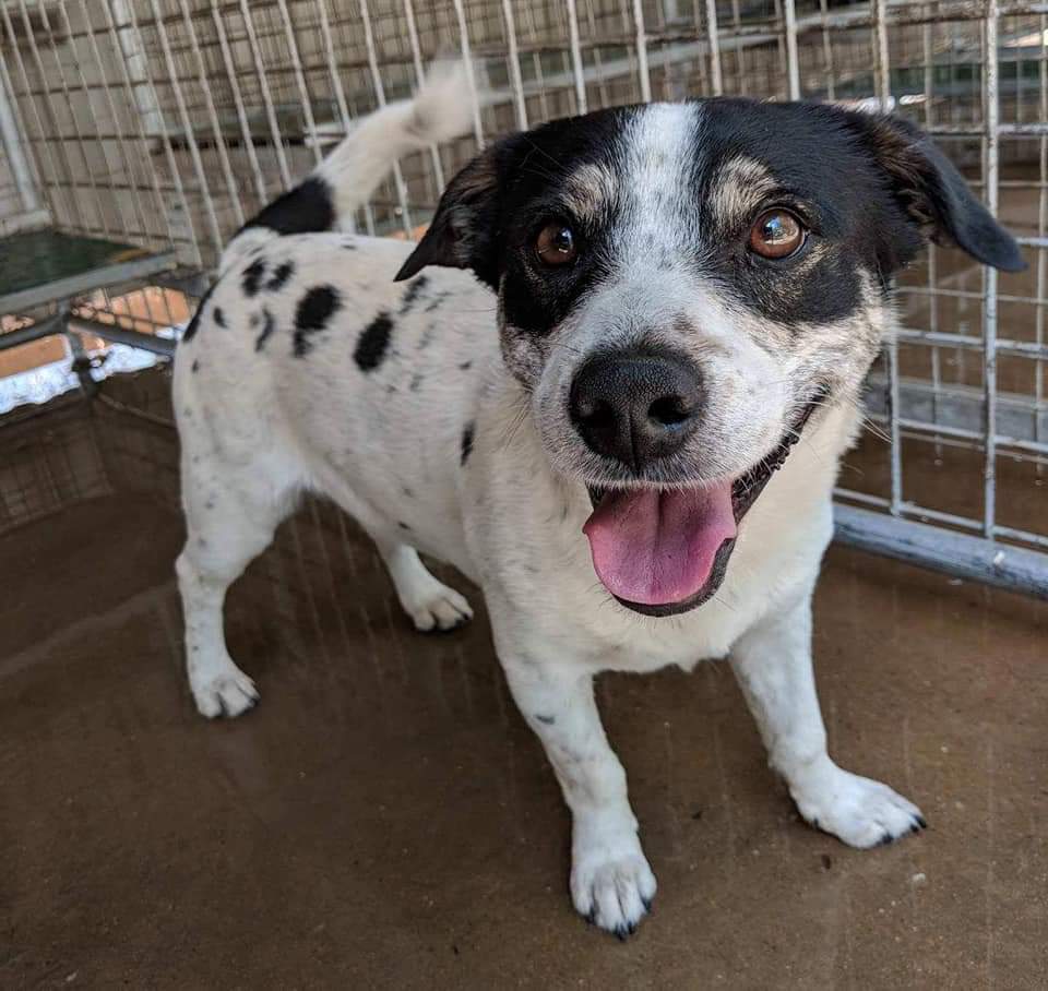 Slater - Small Male Australian Stumpy Tail Cattle Dog x Jack Russell ...