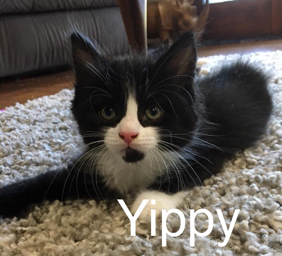 Yippy - Female Domestic Short Hair Cat in QLD - PetRescue