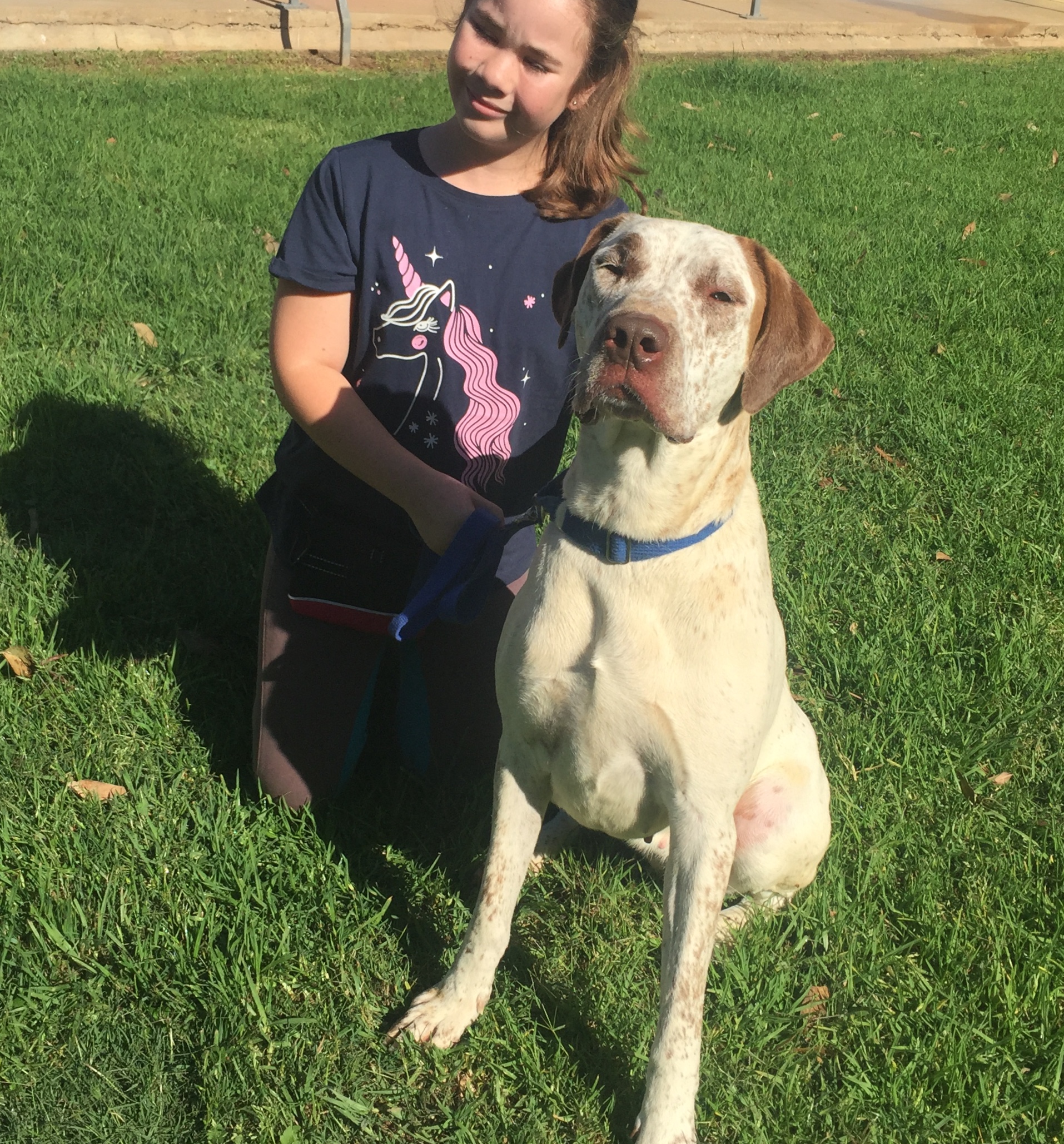 Coco - Large Female Great Dane x Pointer Mix Dog in NSW - PetRescue