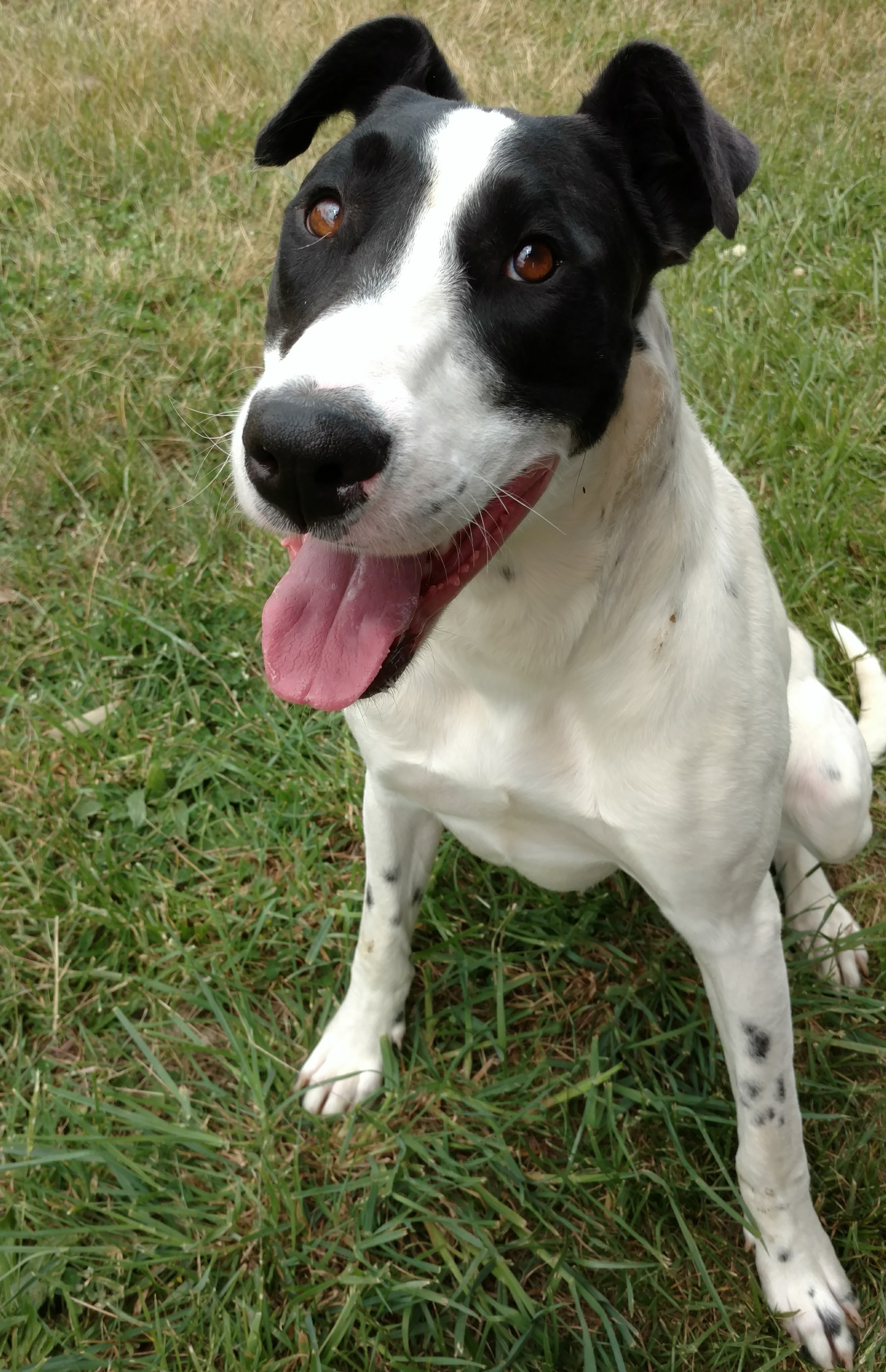 Wander - Large Female Bull Arab Mix Dog in VIC - PetRescue