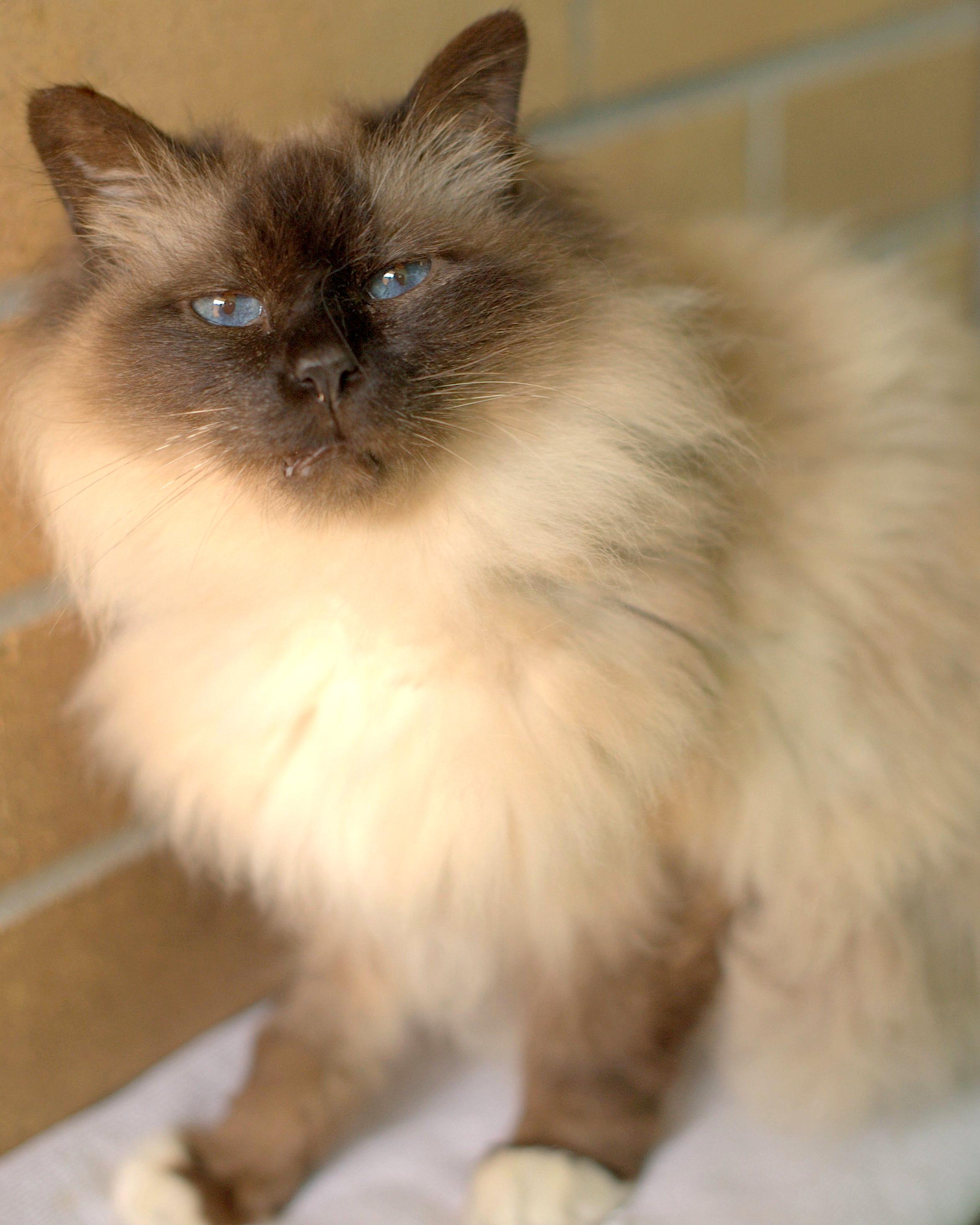 Milo - Male Birman Cat in NSW - PetRescue