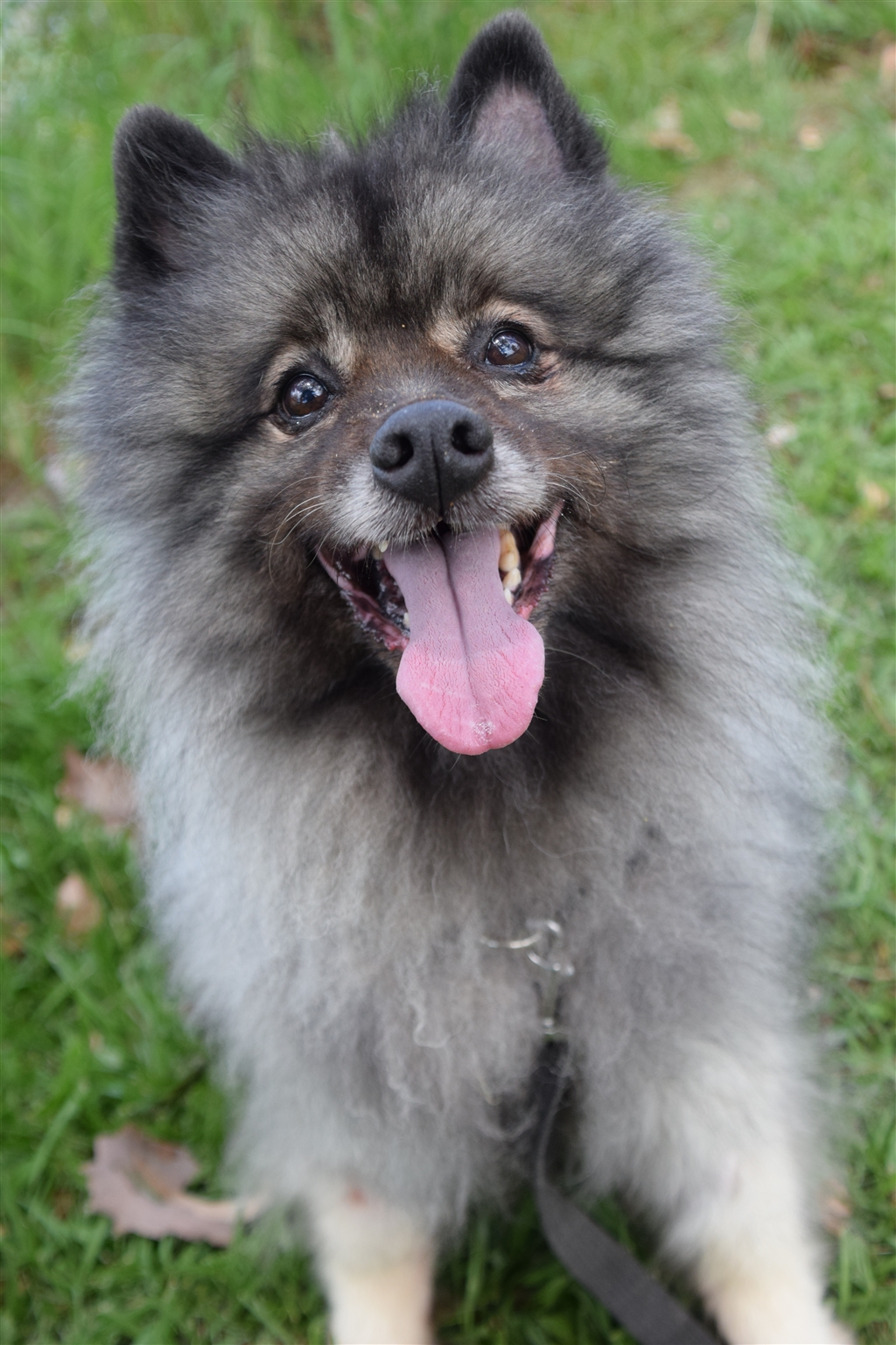 Keesha - Medium Female Keeshond Mix Dog in QLD - PetRescue