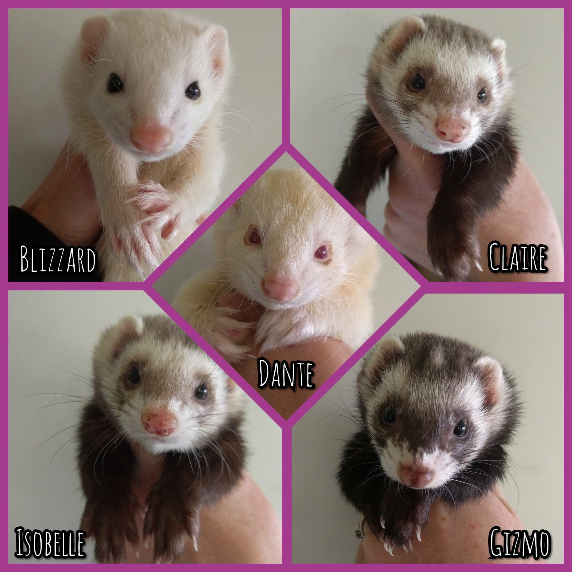 Family of 5 - Female Ferret in VIC - PetRescue