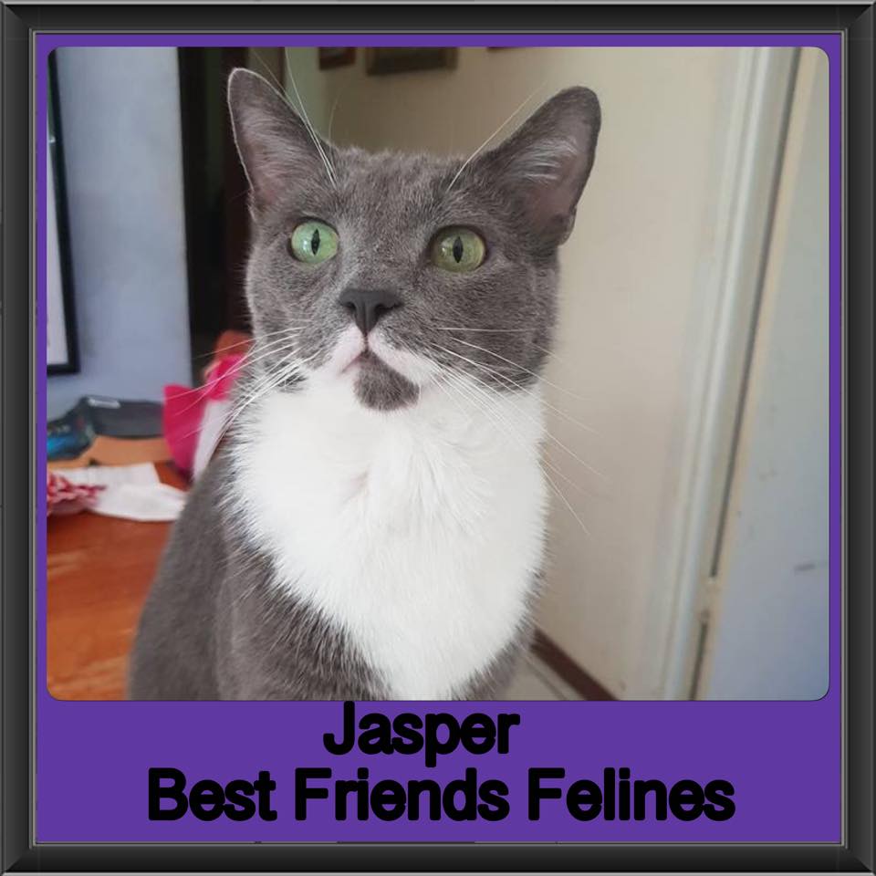 Jasper - Male Ragdoll x Russian Blue Mix Cat in QLD - PetRescue