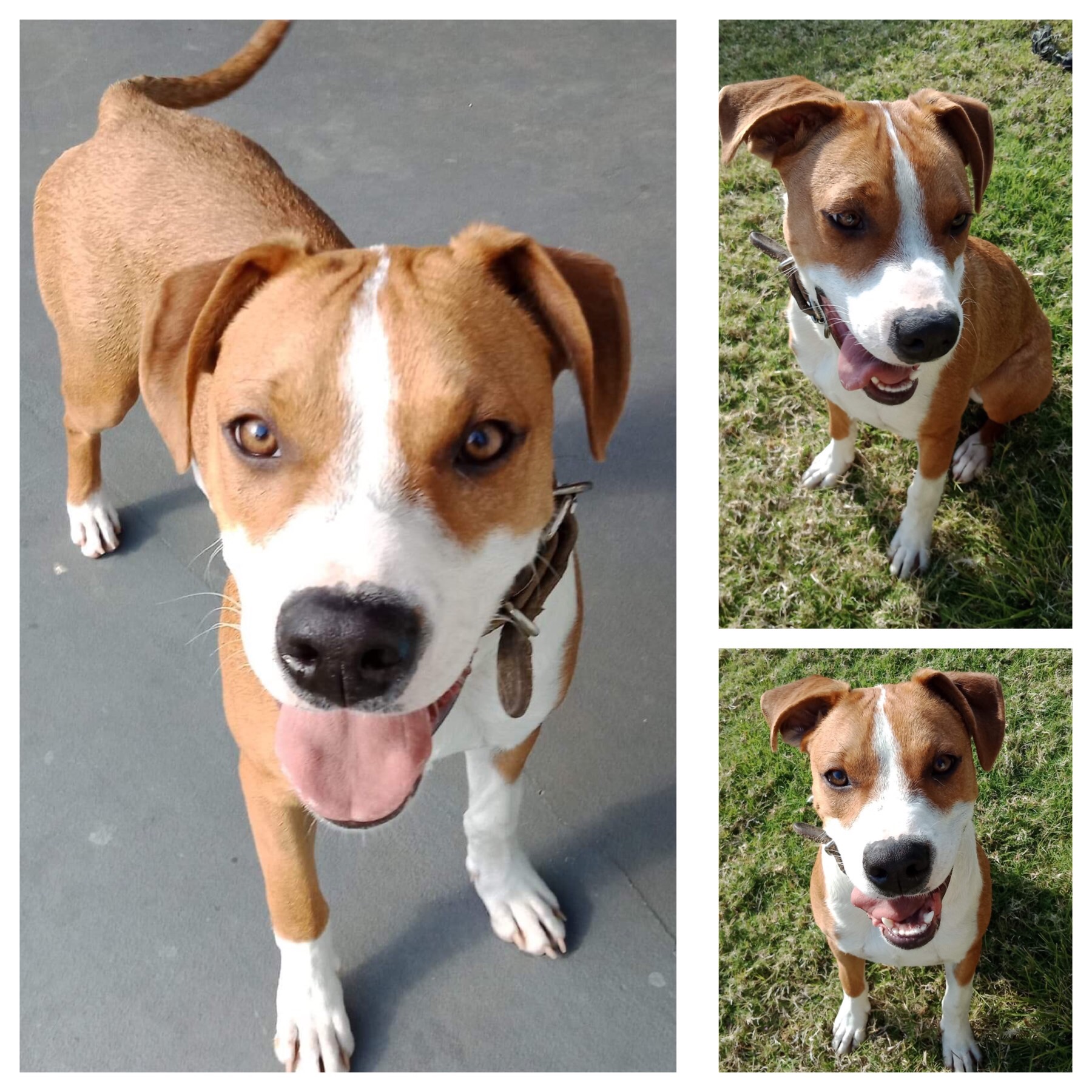 Hugo - Large Male Mixed Breed Dog in QLD - PetRescue