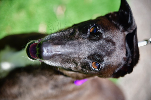 Zara - Large Female Greyhound Dog in NSW - PetRescue