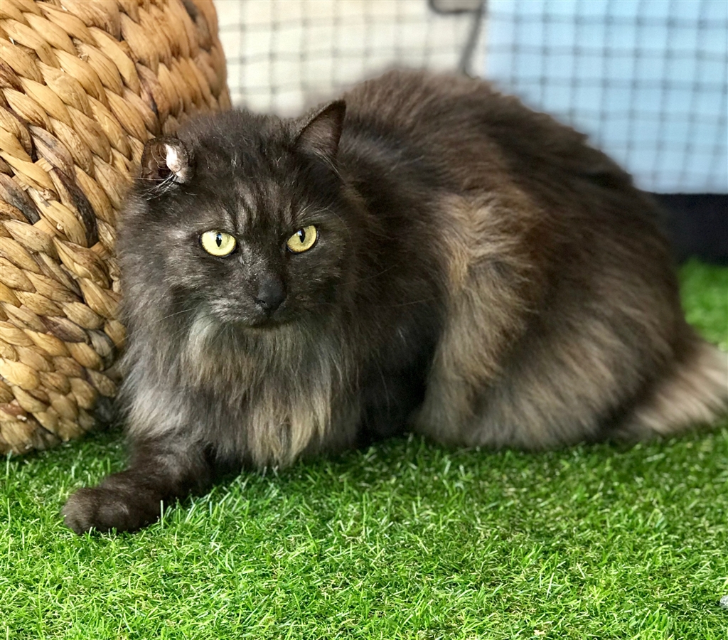 Cleo - Female Manx Mix Cat in QLD - PetRescue