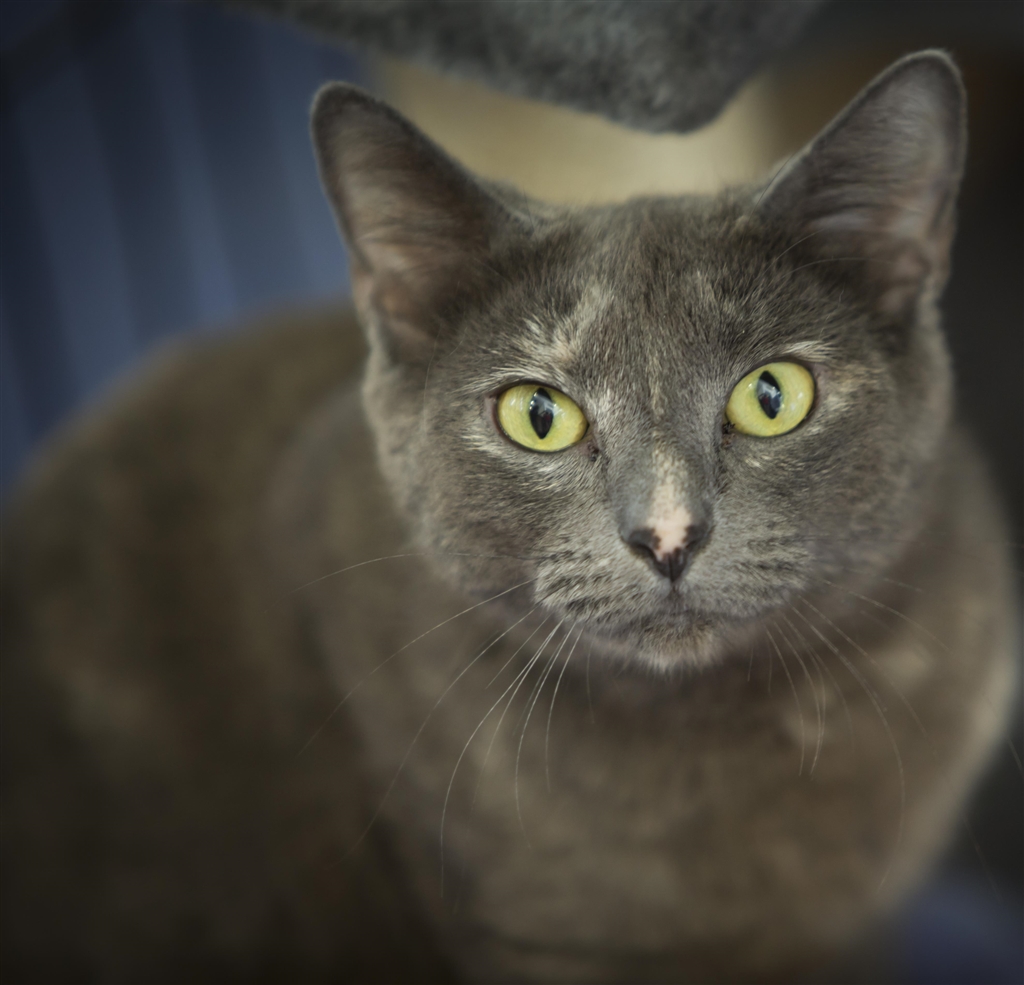 Minx - Female Manx Mix Cat in QLD - PetRescue