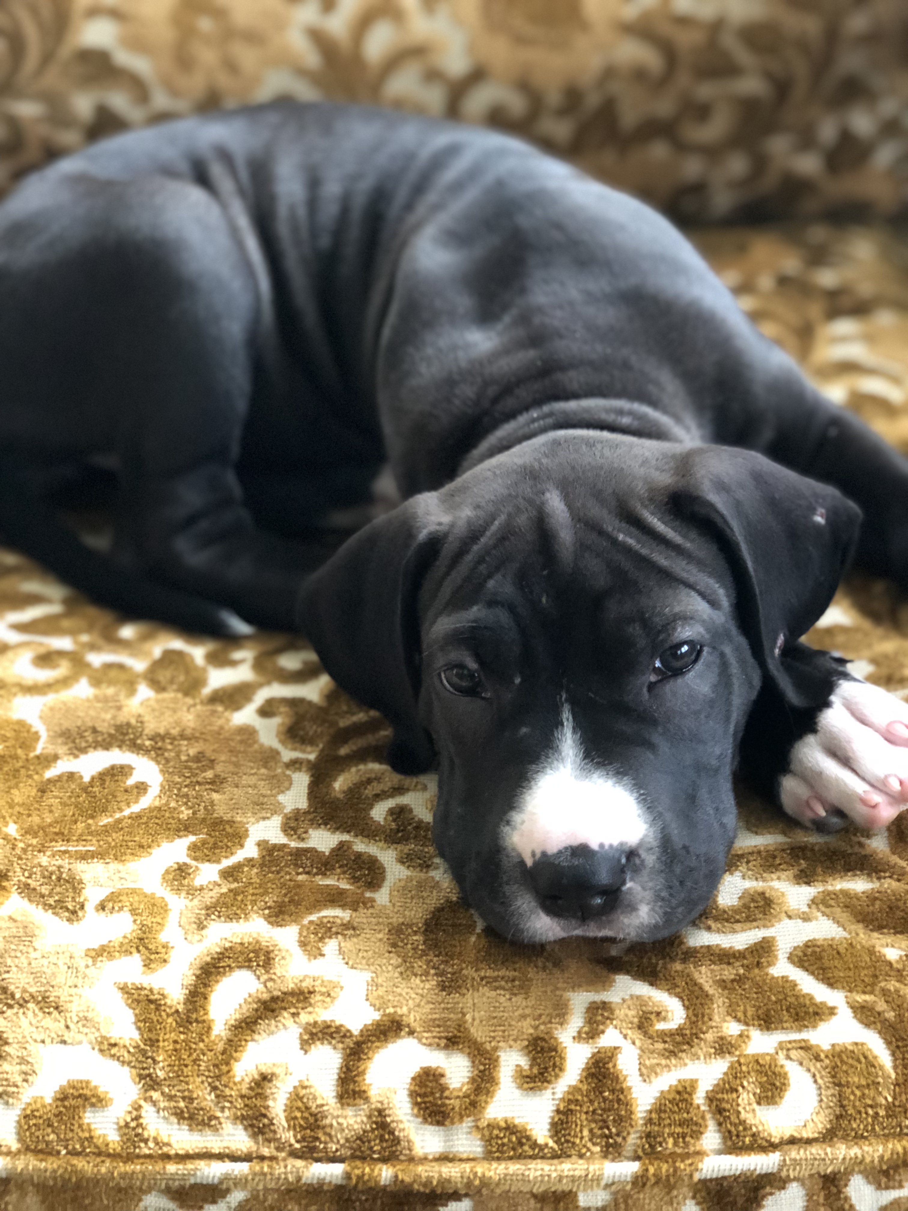 Savie (Savannah) - Medium Female Bull Arab Mix Dog in NSW - PetRescue