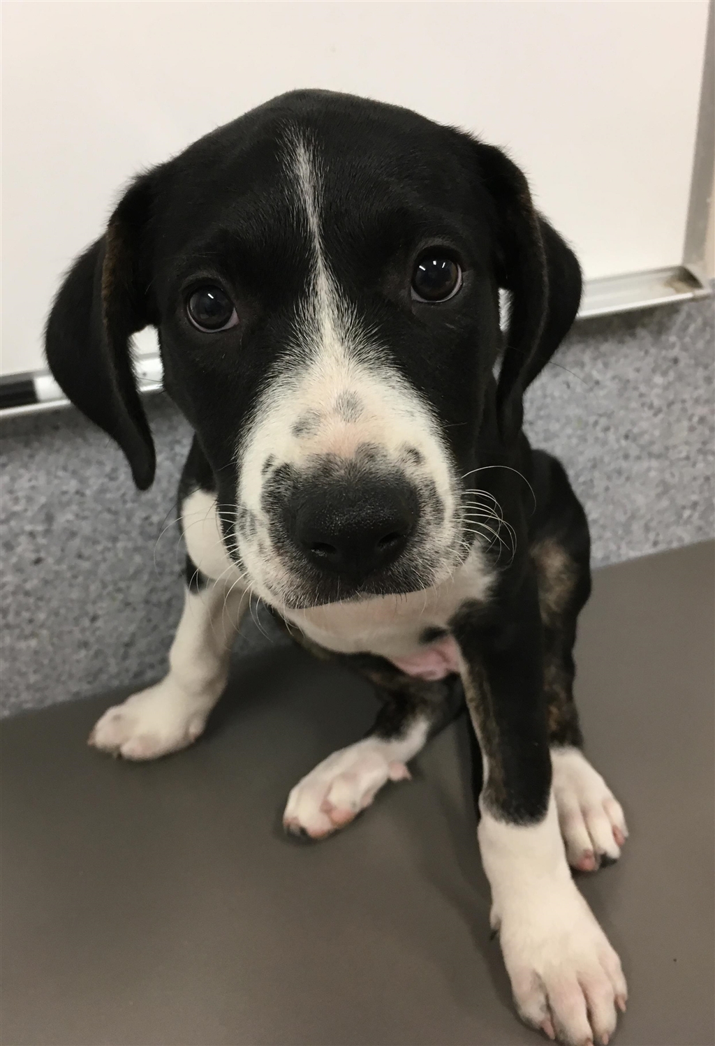 Gina - Large Female Australian Cattle Dog x Great Dane Mix Dog in QLD ...