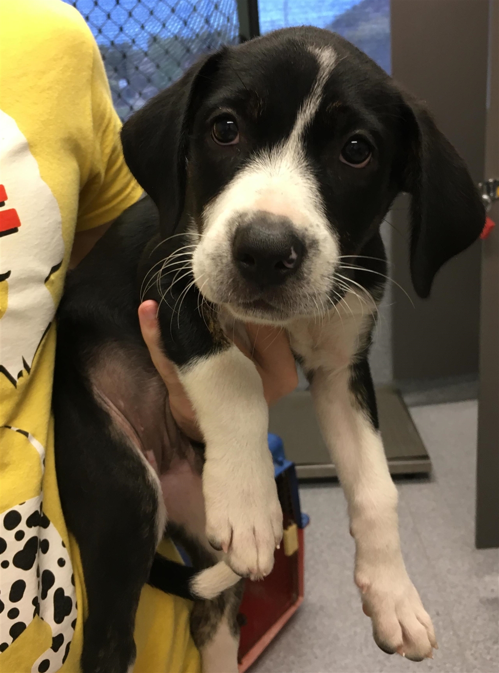Dorris - Large Female Australian Cattle Dog x Great Dane Mix Dog in QLD ...