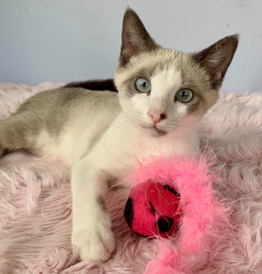 Rose - Female Snowshoe Cat in QLD - PetRescue
