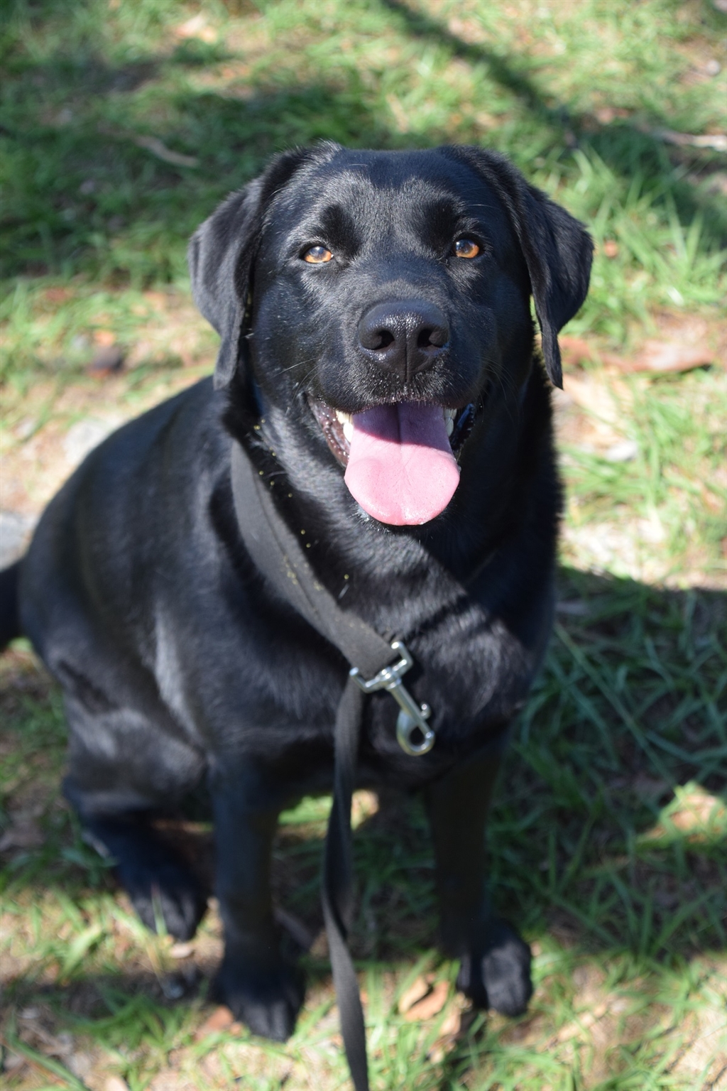 Nicki - Large Female Labrador Retriever Mix Dog in QLD - PetRescue