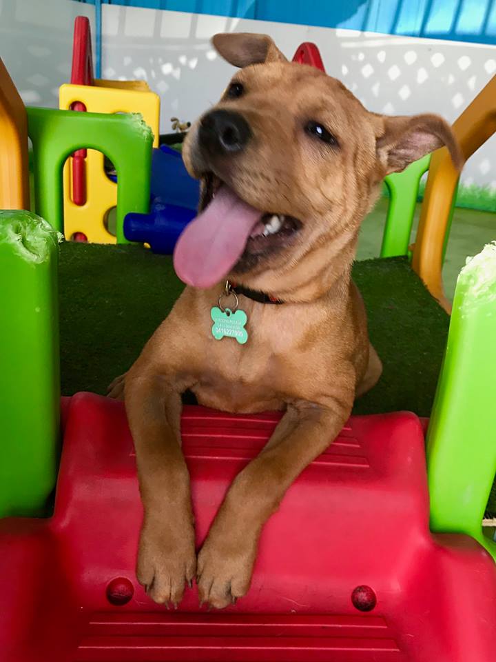 Maya - Medium Female Shar-Pei x Staffy Dog in NSW - PetRescue
