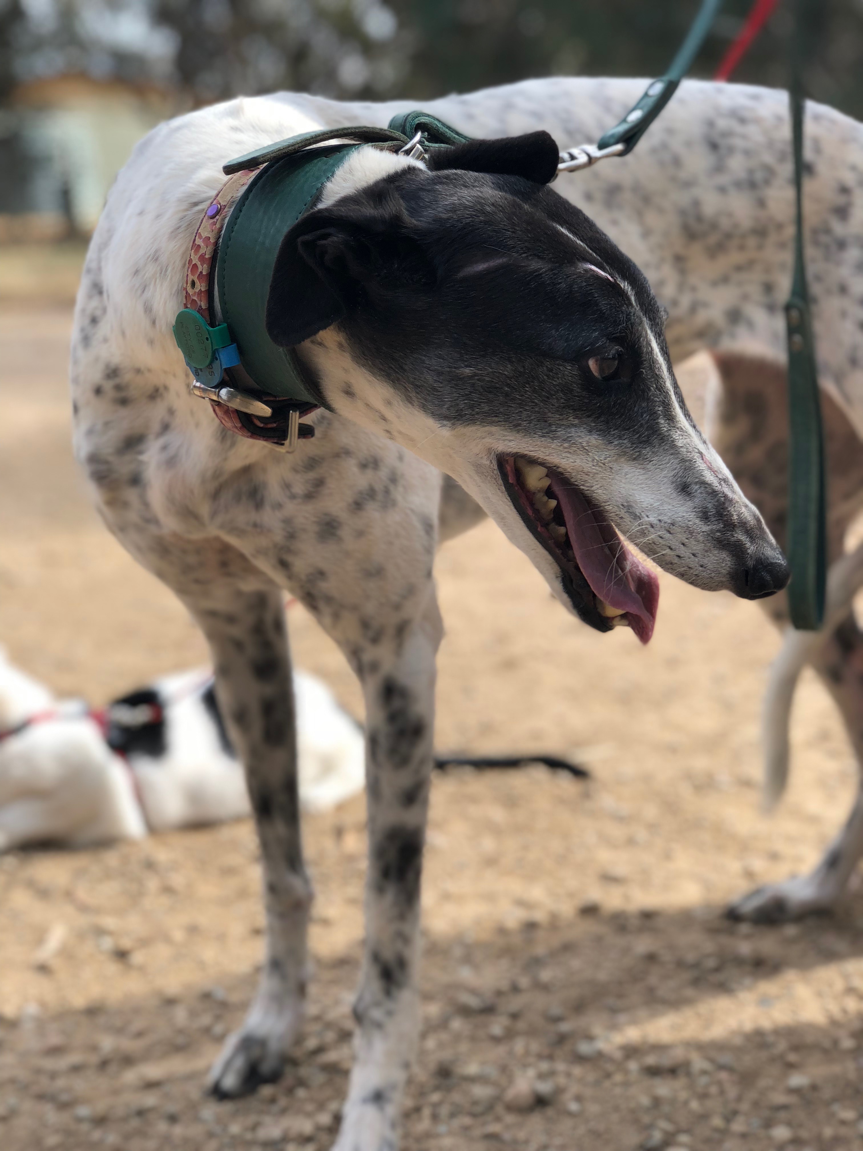 Dallas - Large Female Greyhound Dog in SA - PetRescue