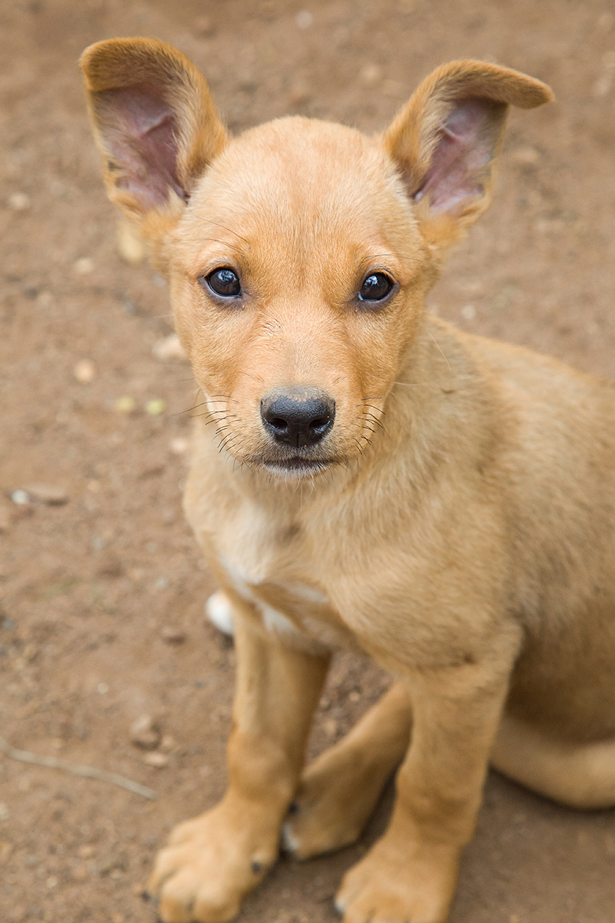 Maribeth - Medium Female Ridgeback Mix Dog in NSW - PetRescue