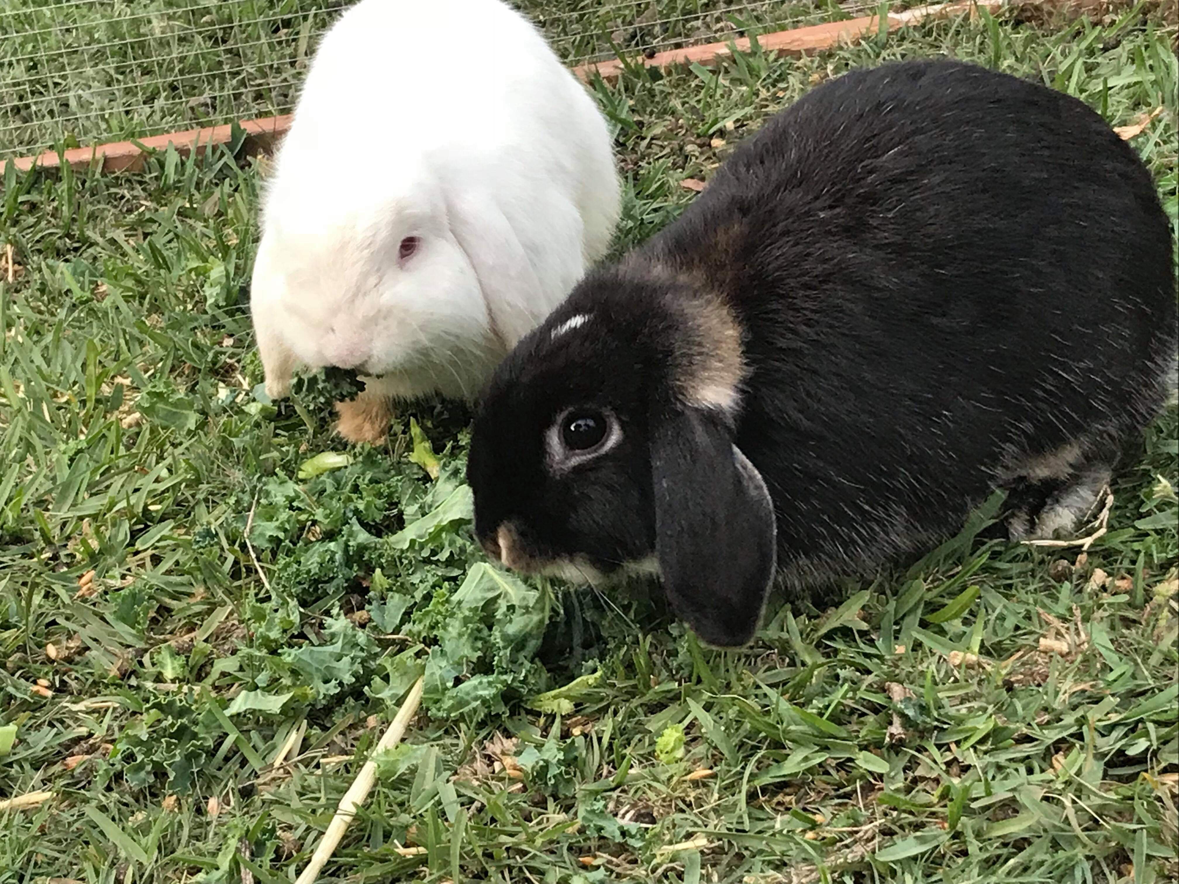 Samson & Pumpkin - Female Mini Lop Rabbit in NSW - PetRescue
