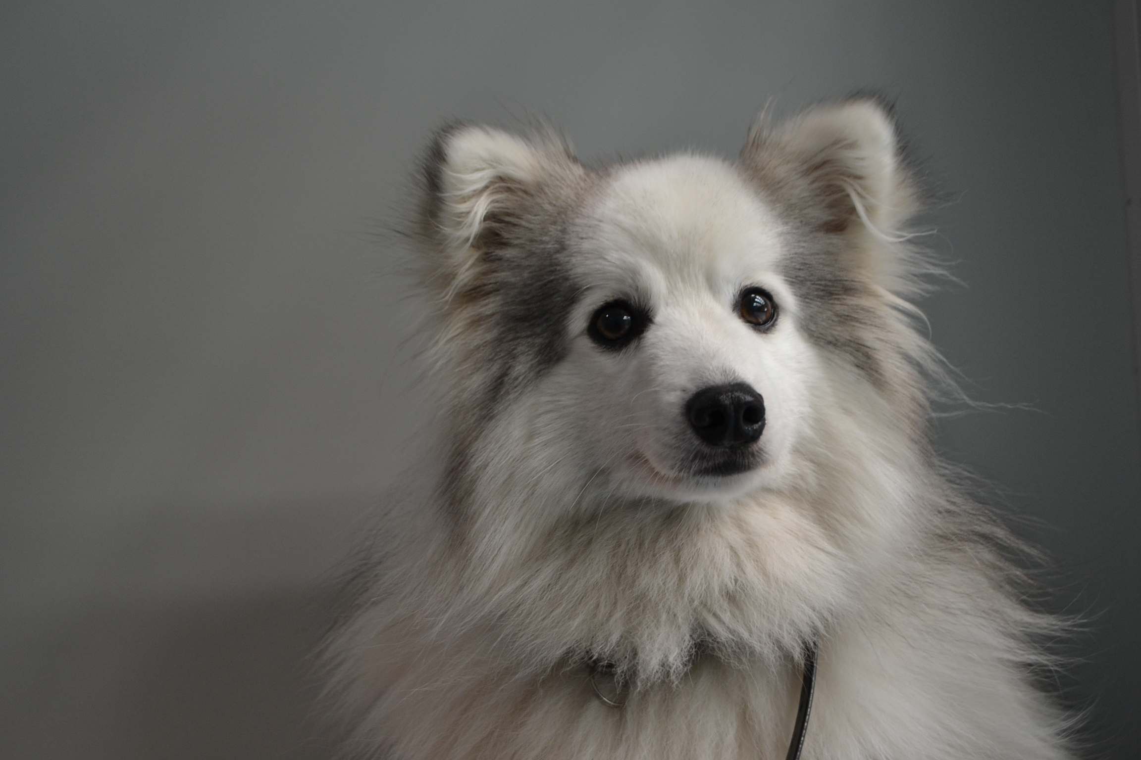 Pomsky - Medium Male Pomeranian Mix Dog in VIC - PetRescue