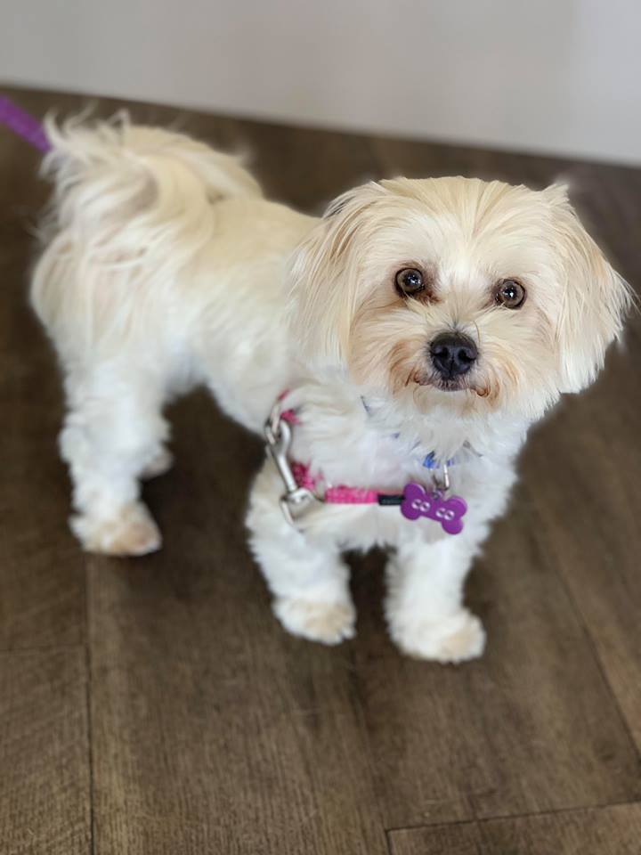 Coco - Small Female Maltese Dog in QLD - PetRescue
