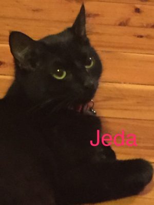 Jeda - Female Domestic Short Hair Cat in NSW - PetRescue