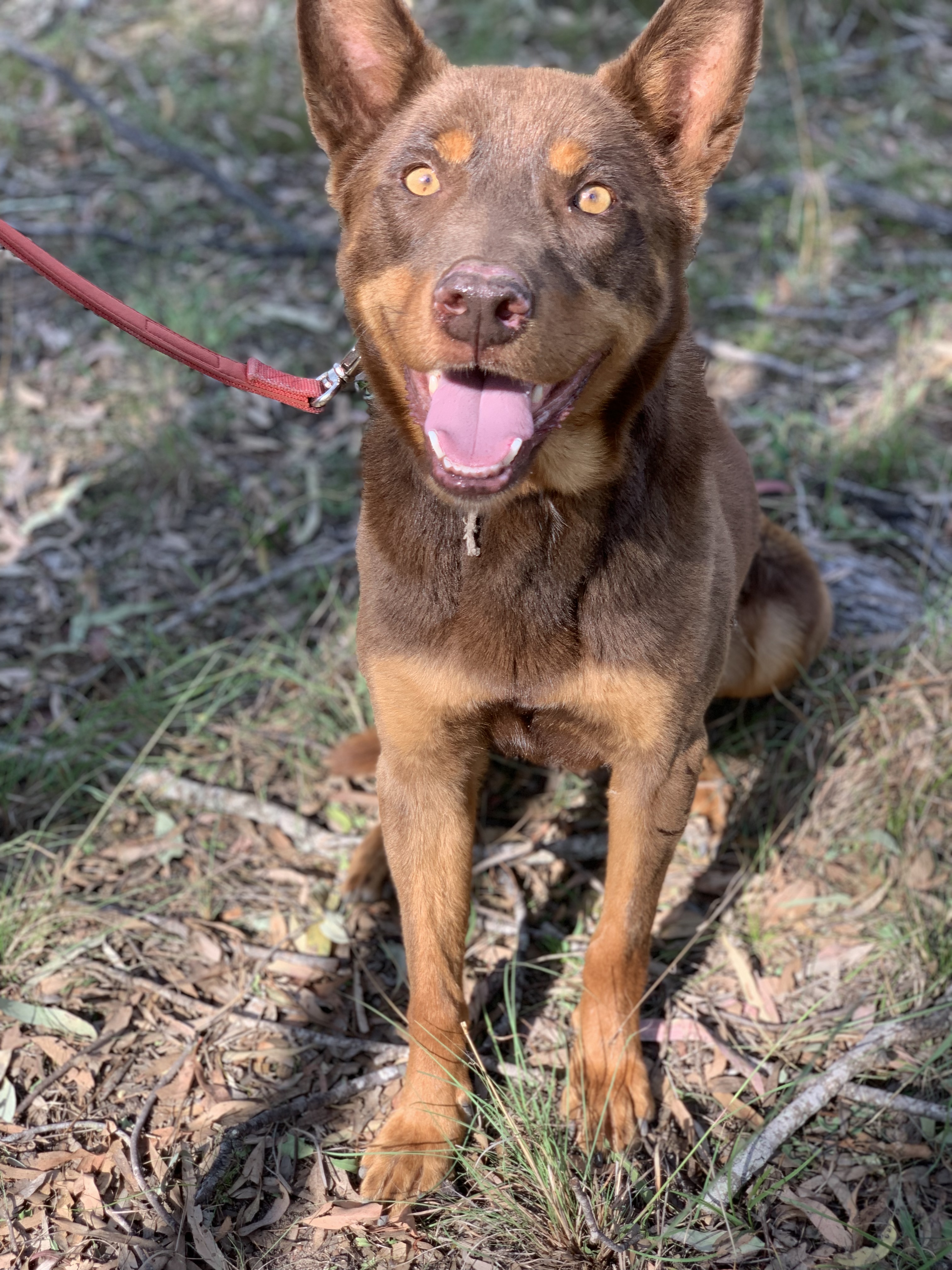 Pud - Medium Male Kelpie Dog in QLD - PetRescue