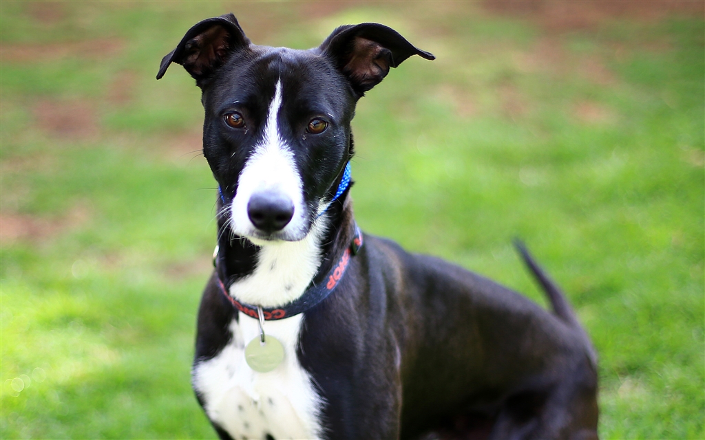 Bingo - Large Male Greyhound x Staffy Mix Dog in VIC - PetRescue