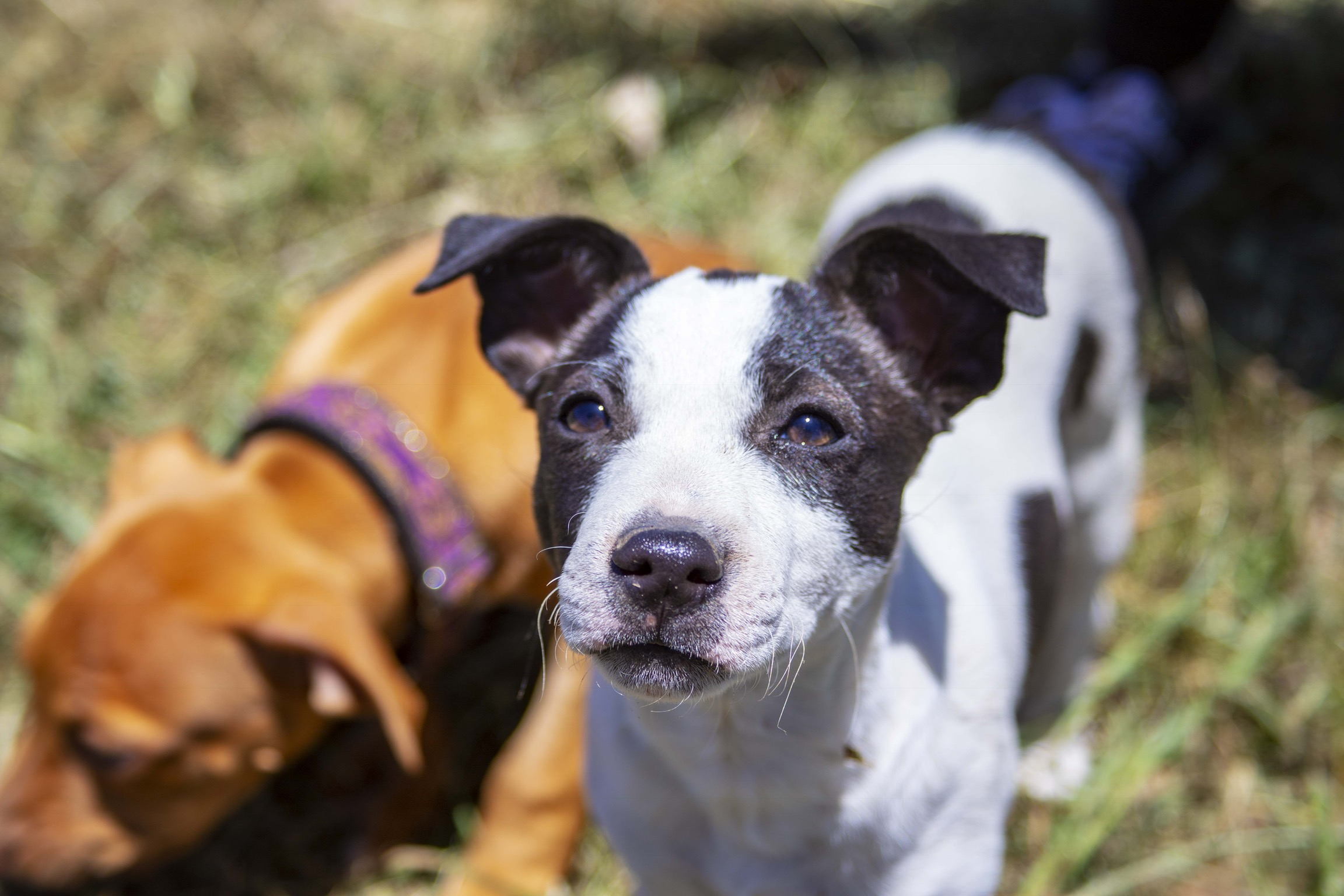Mushoo - Medium Female Fox Terrier x Staffy Mix Dog in NSW - PetRescue