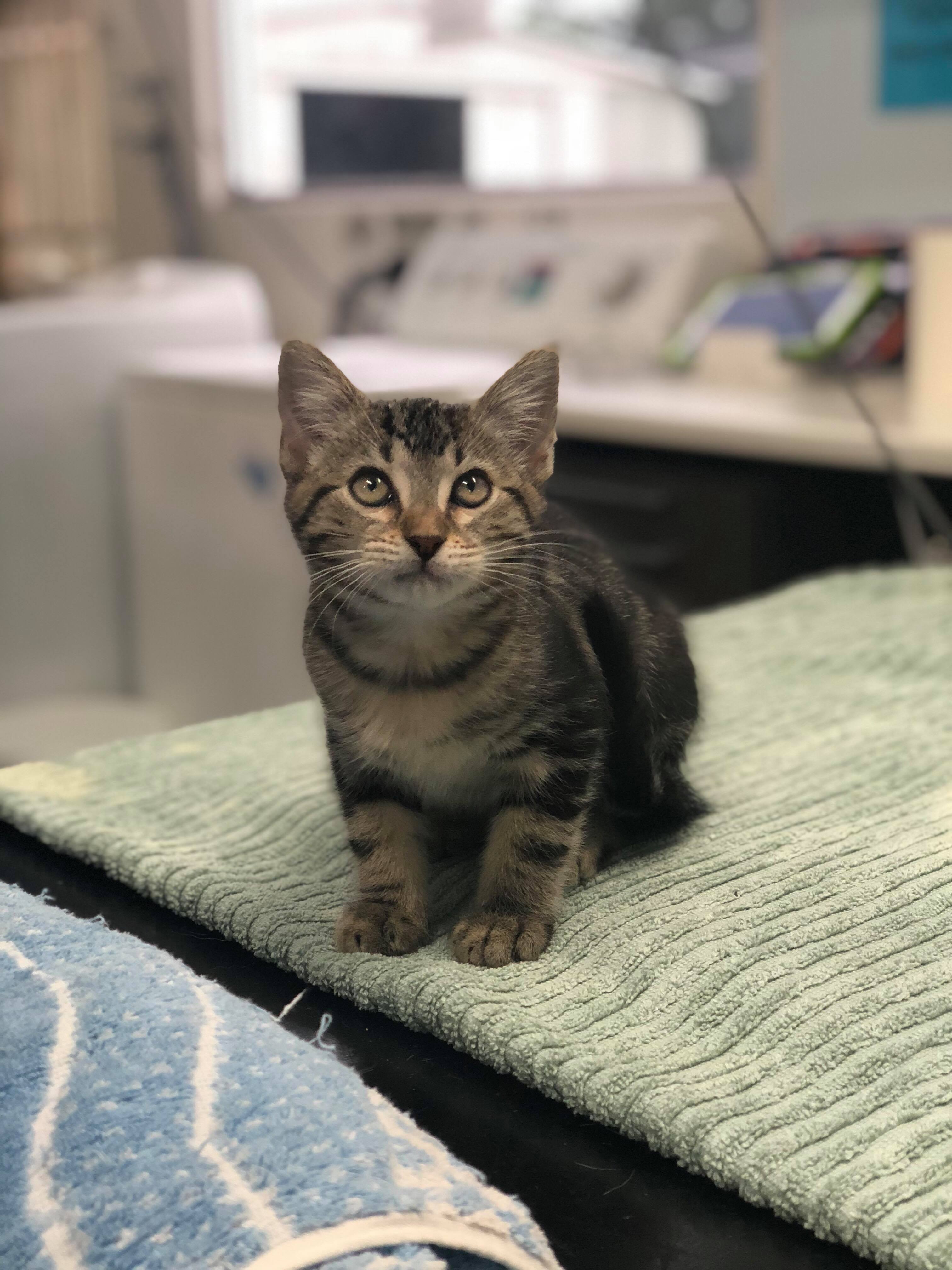 Cedrick - Male Domestic Short Hair Cat in NSW - PetRescue