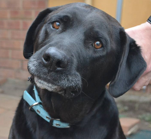 Jakey - Medium Male Labrador Dog in VIC - PetRescue