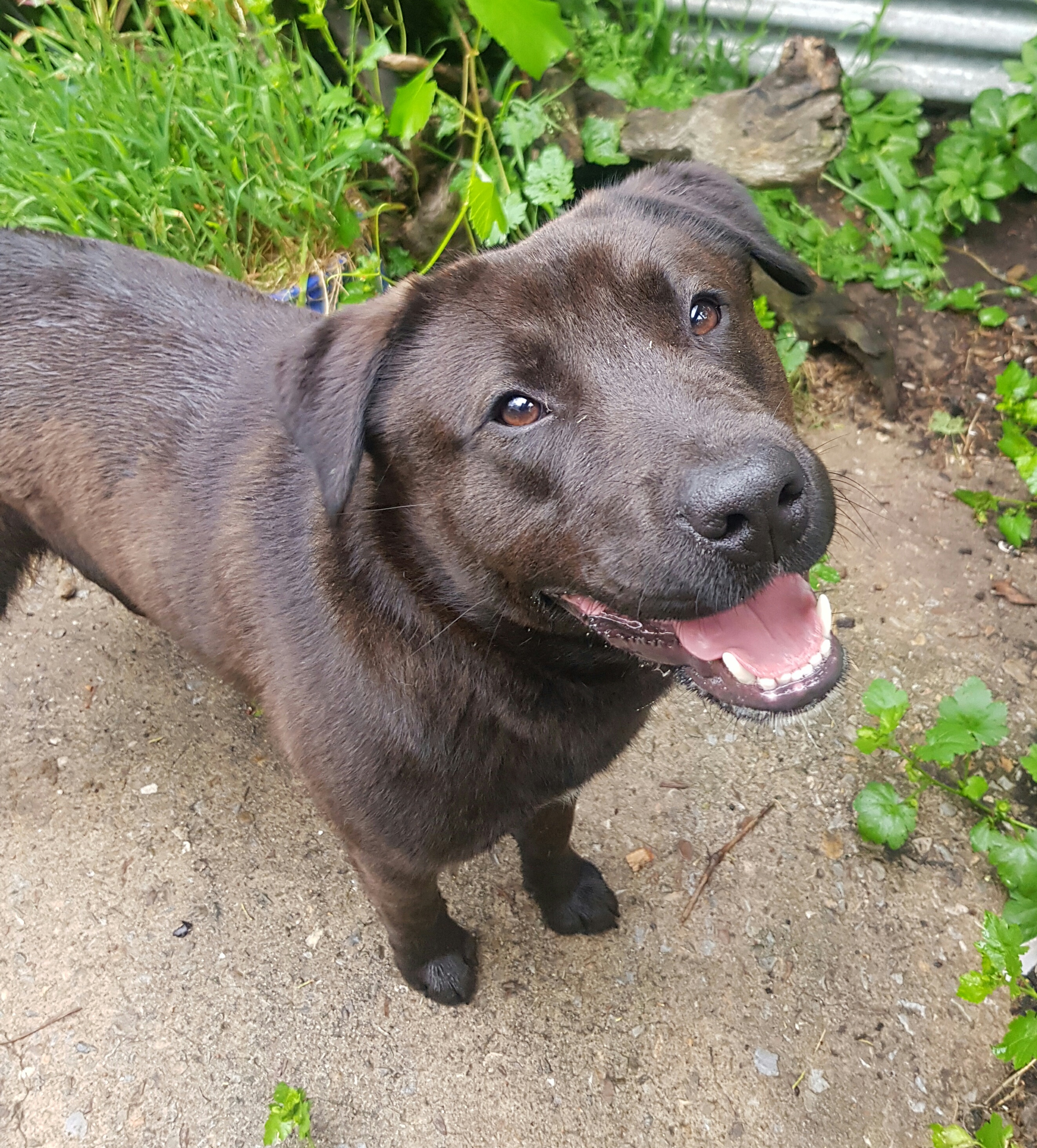 Bansky - Medium Male Labrador Mix Dog in VIC - PetRescue