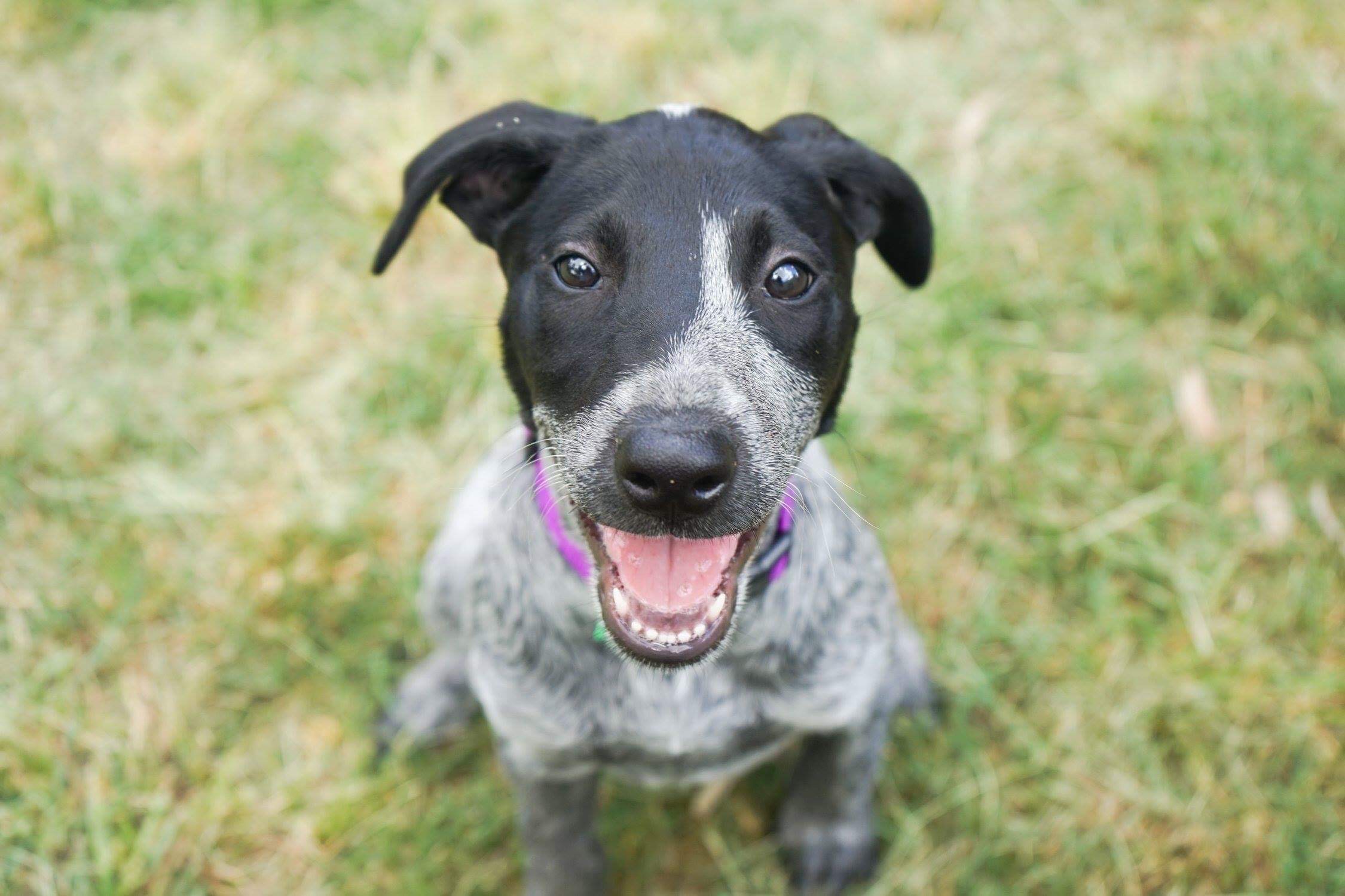 Roo - Medium Female Australian Cattle Dog Dog in QLD - PetRescue