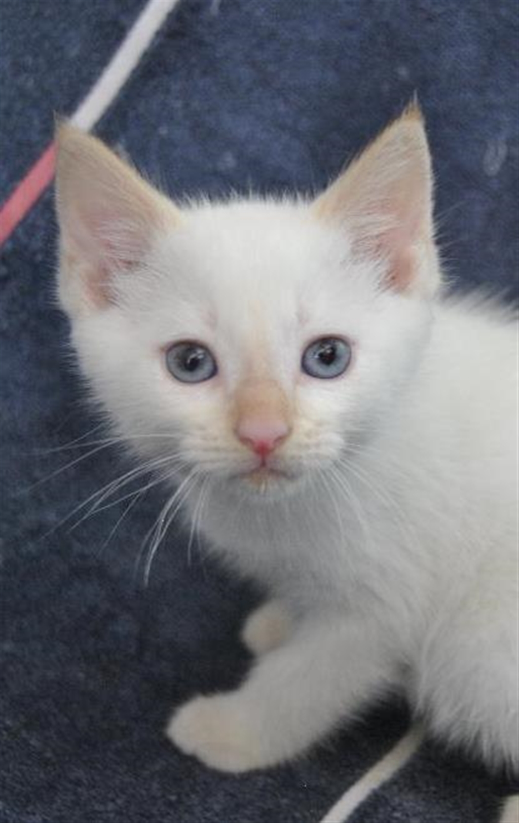 Koda - Male Manx x Siamese Mix Cat in QLD - PetRescue